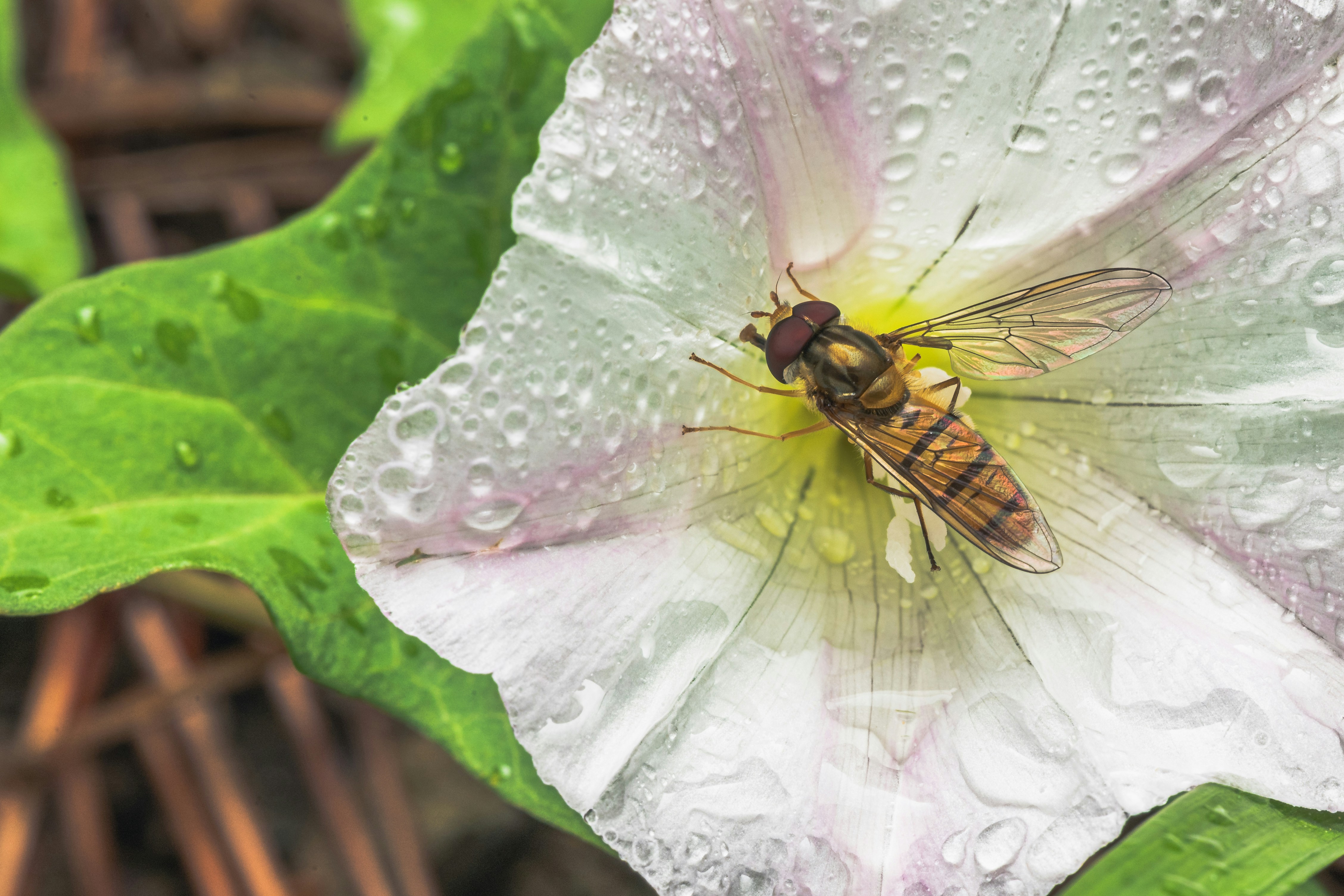 Hovercraft on Petal: a lone fly rests where dew-kissed petals meet