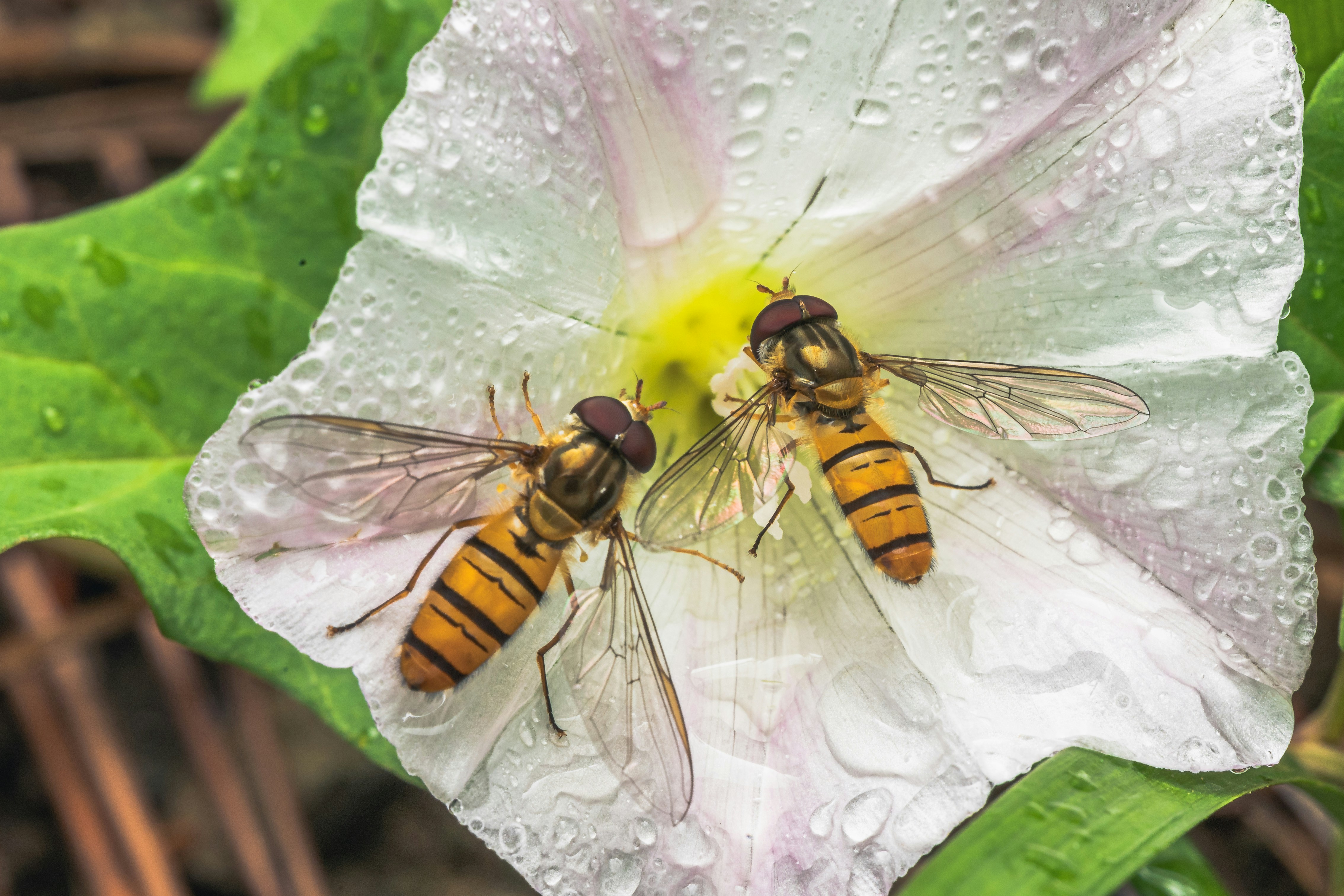 Dual Hoverfly Portrait on Petal Dawn