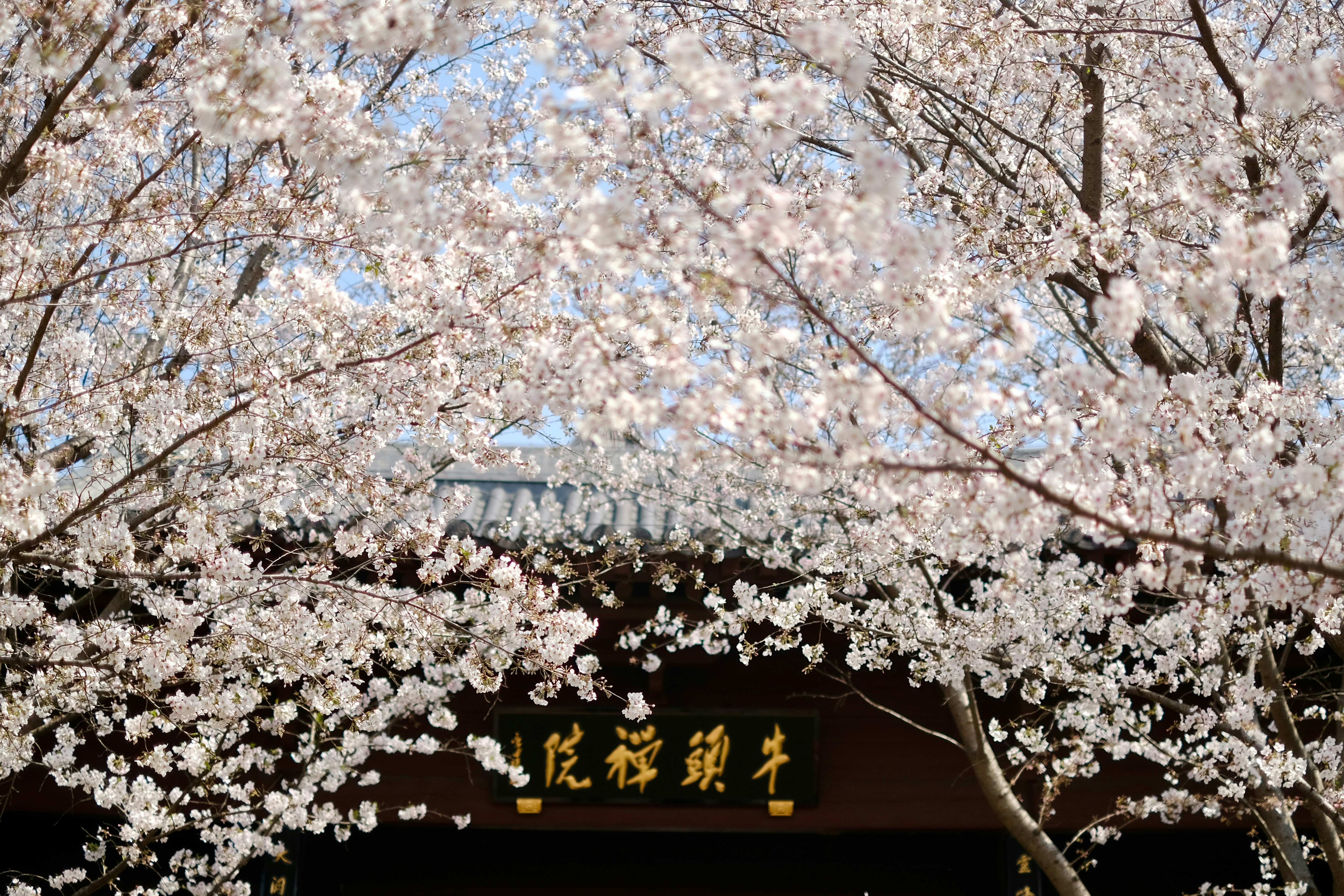 Cherry-blanketed Gate: A Quiet Shrine Framed by Blooming Canopy
