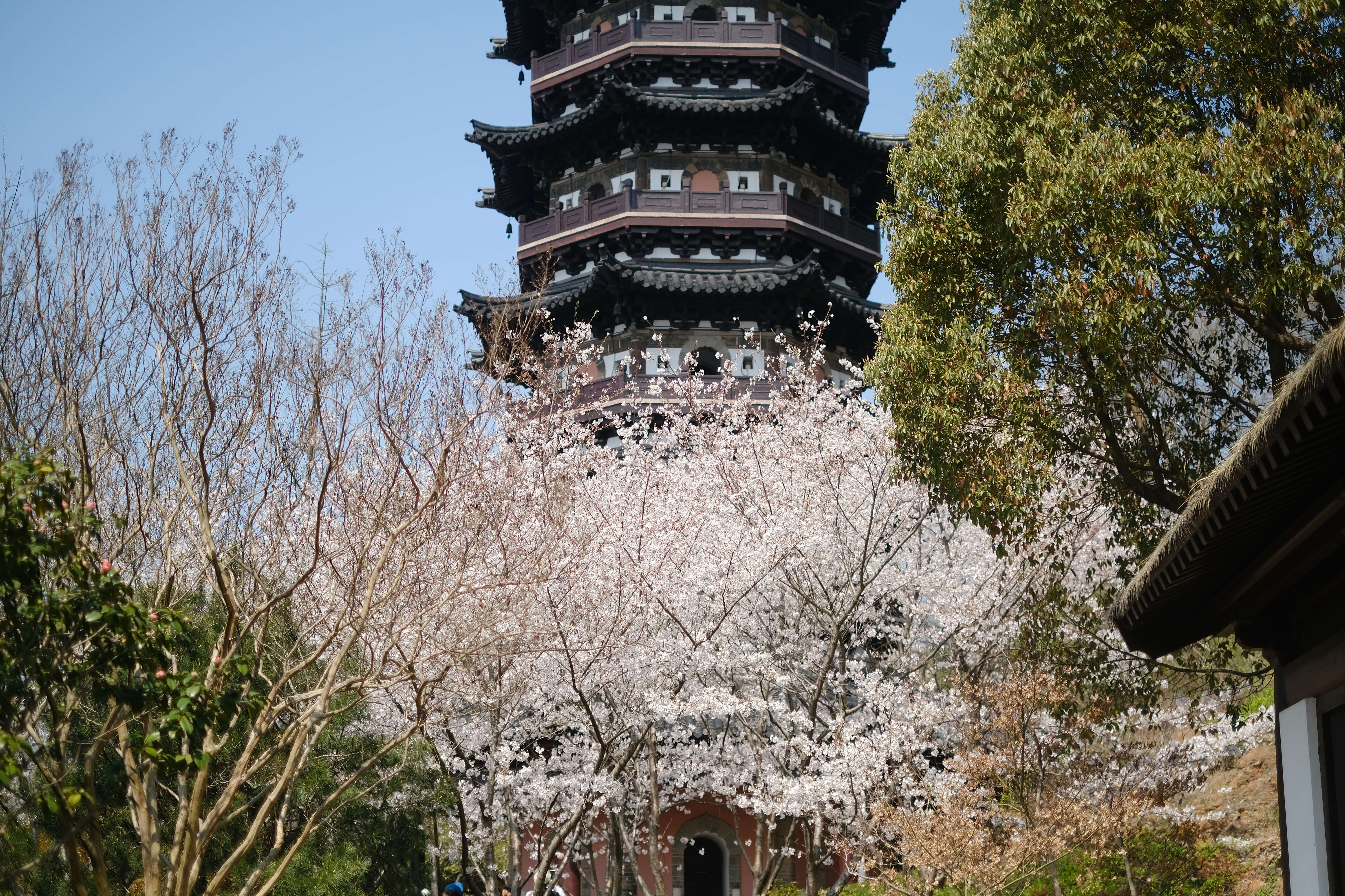 Blossom Gatekeeper: A Pagoda Framed by Spring Milky Pink