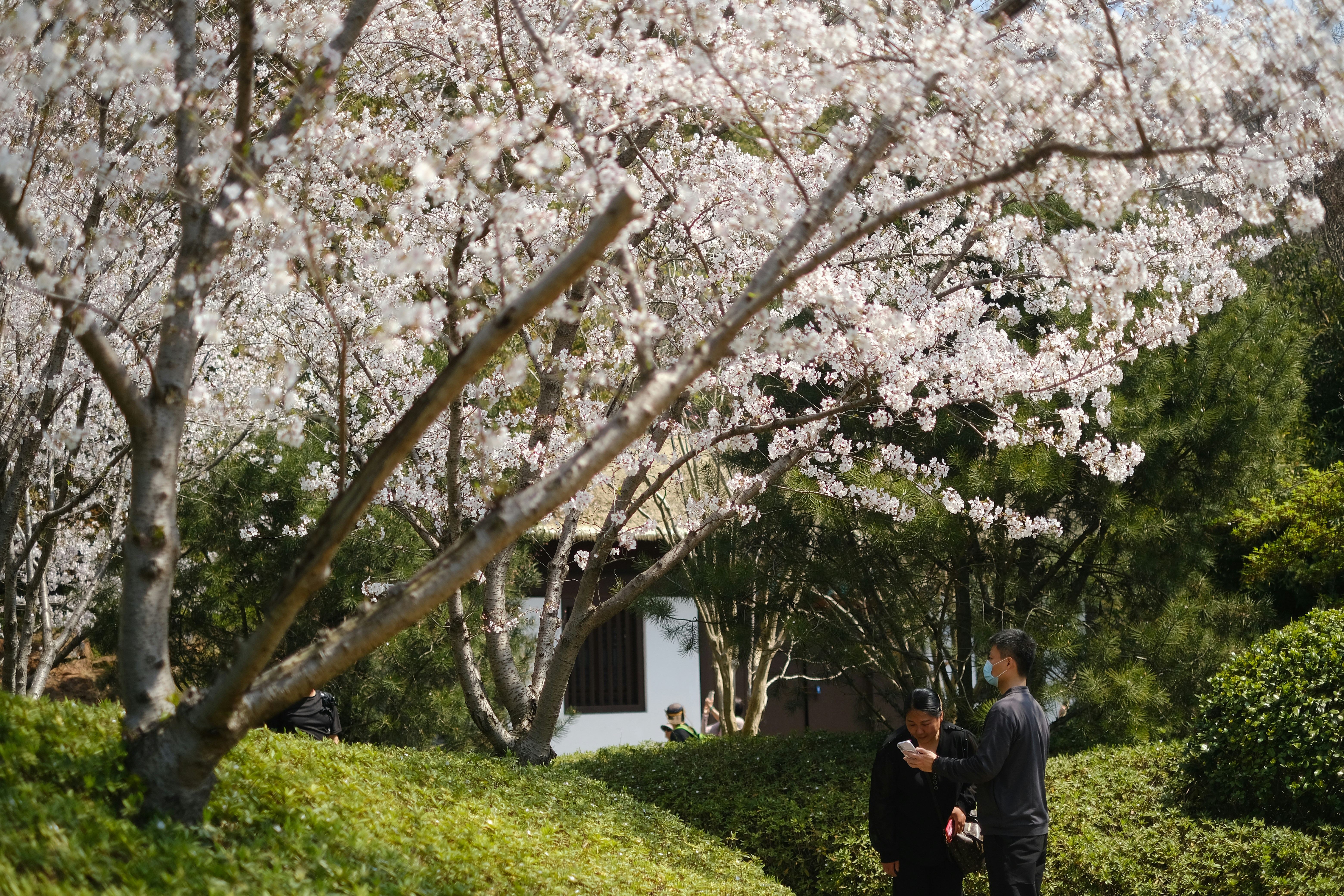Quiet Conversation Beneath Blooming Cherry Canopy