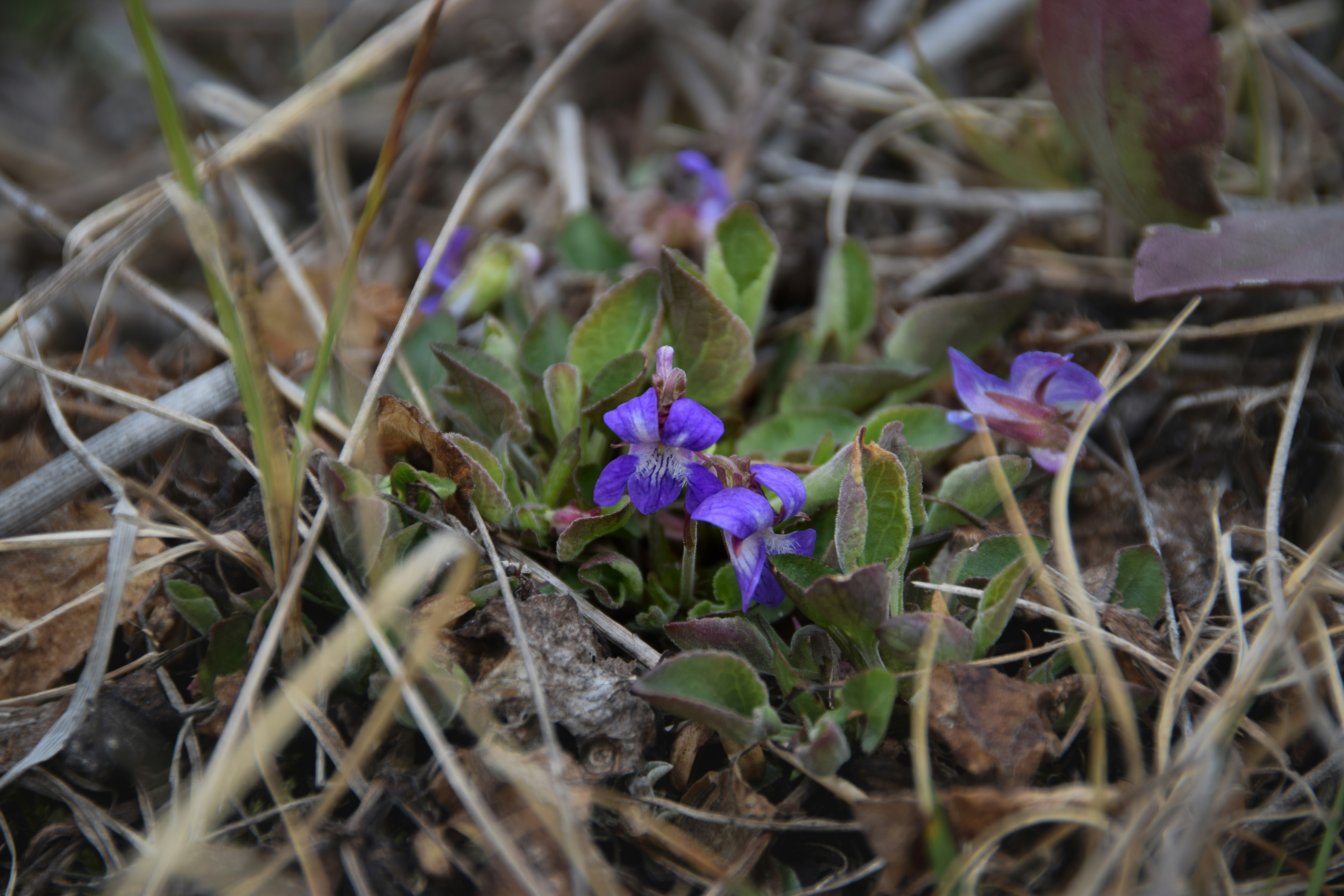 Purple blooms rising from the dried grass in a rugged patch