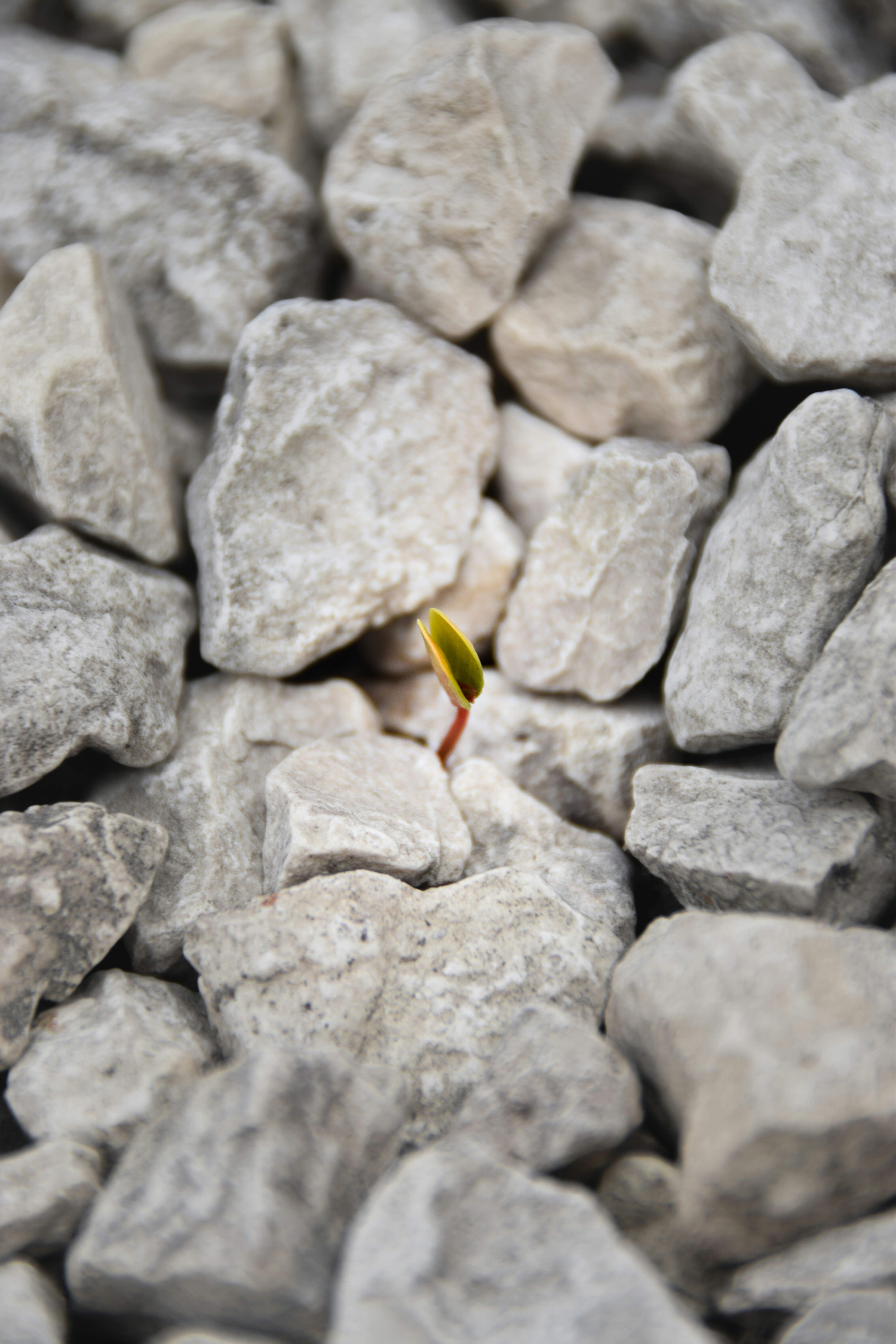 Emerging Green from the Gravel: A Tiny Sprout Breaks Through