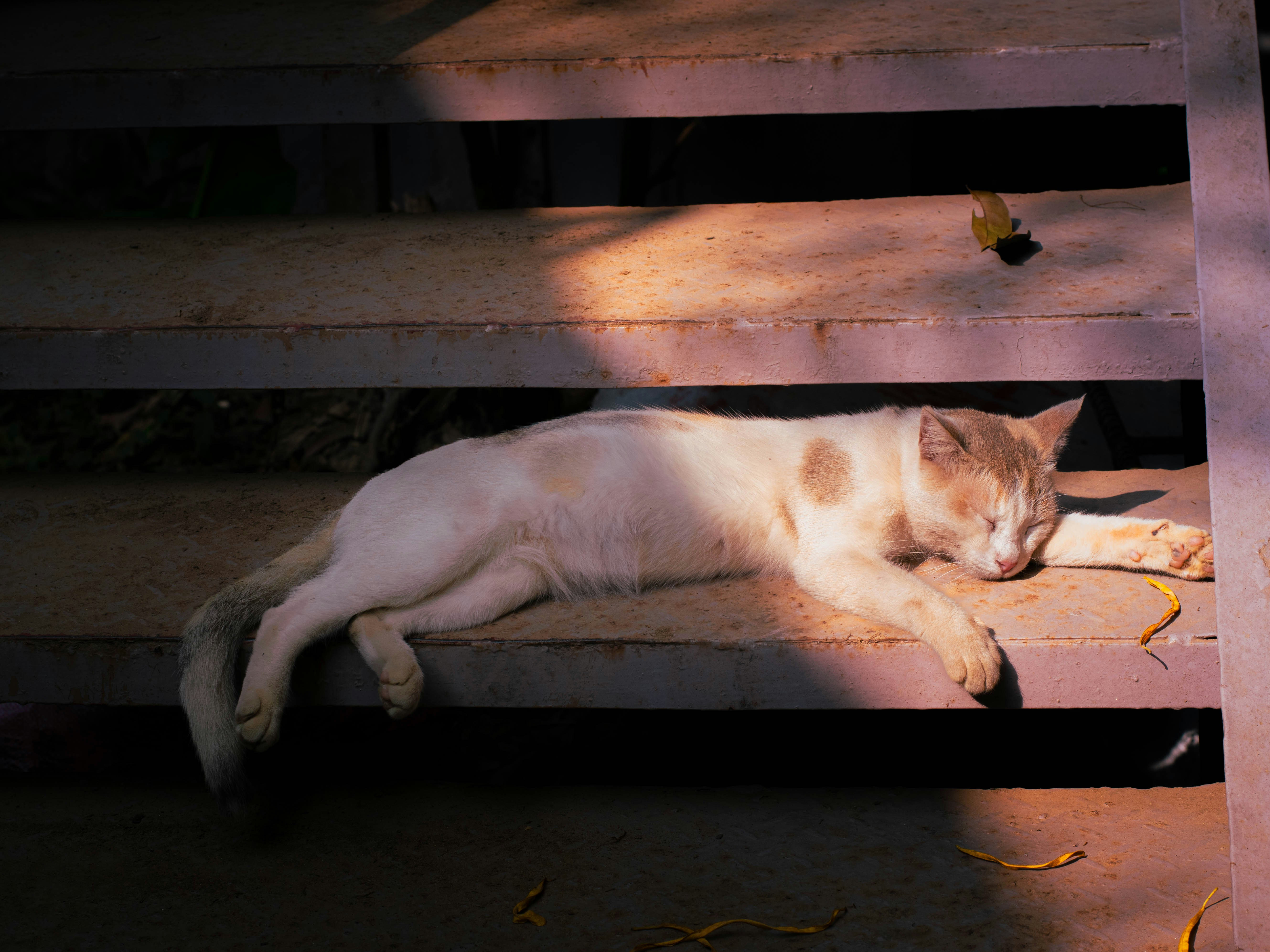 Sunlit Slumber on Wooden Stairs