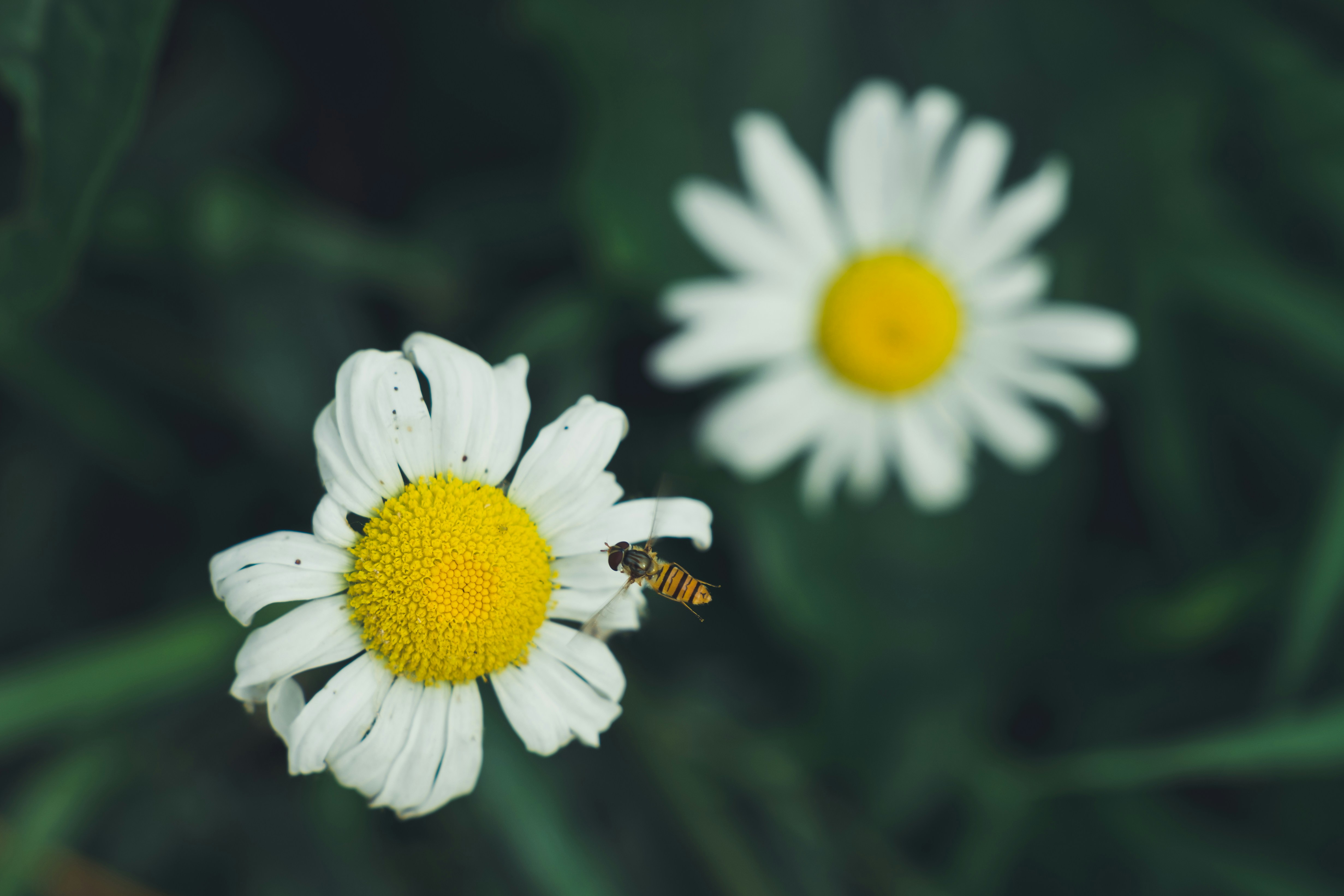 Hovering Visitor on a Dandelion Crown
