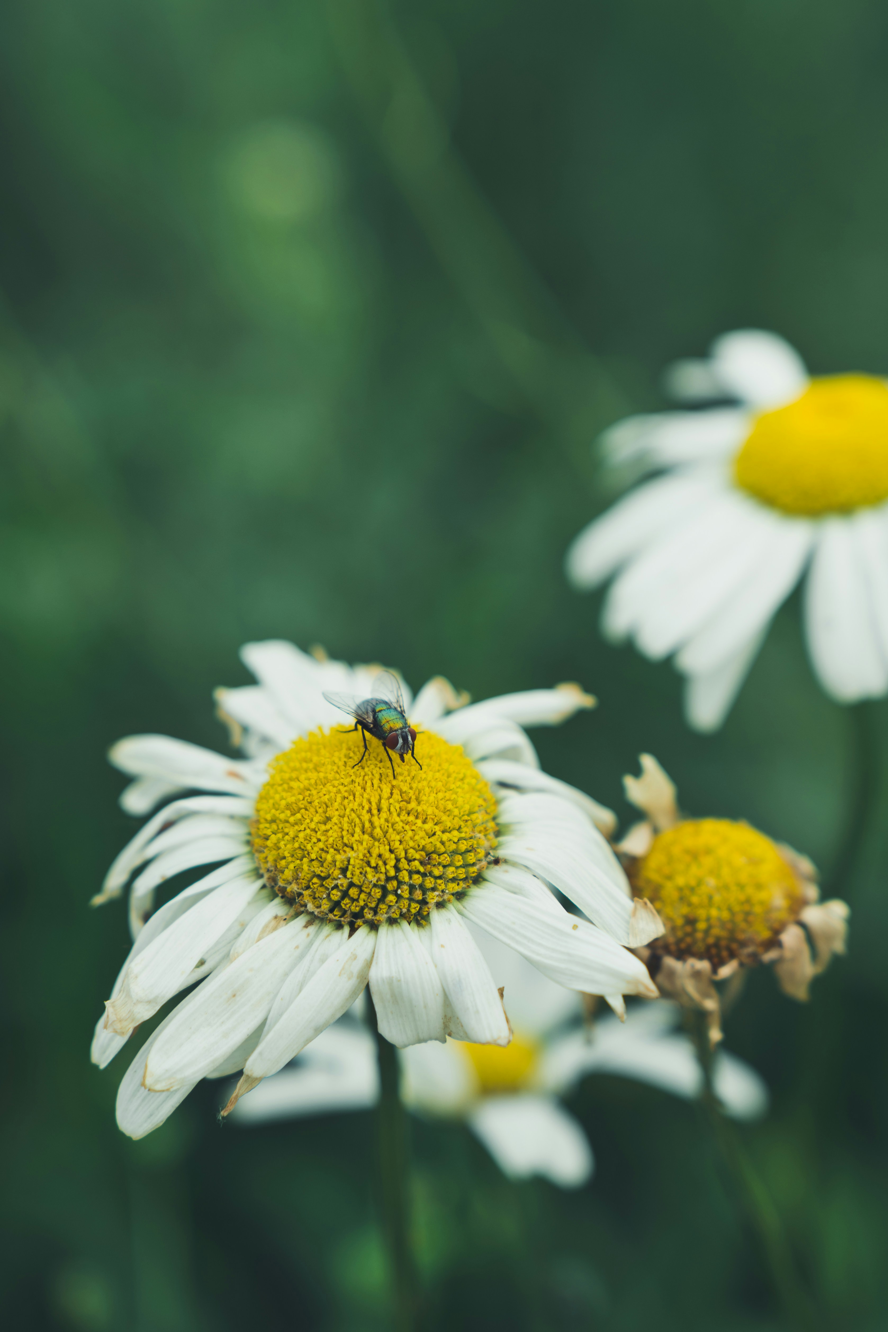 Hovering Visitor on a Sunlit Daisy Crown