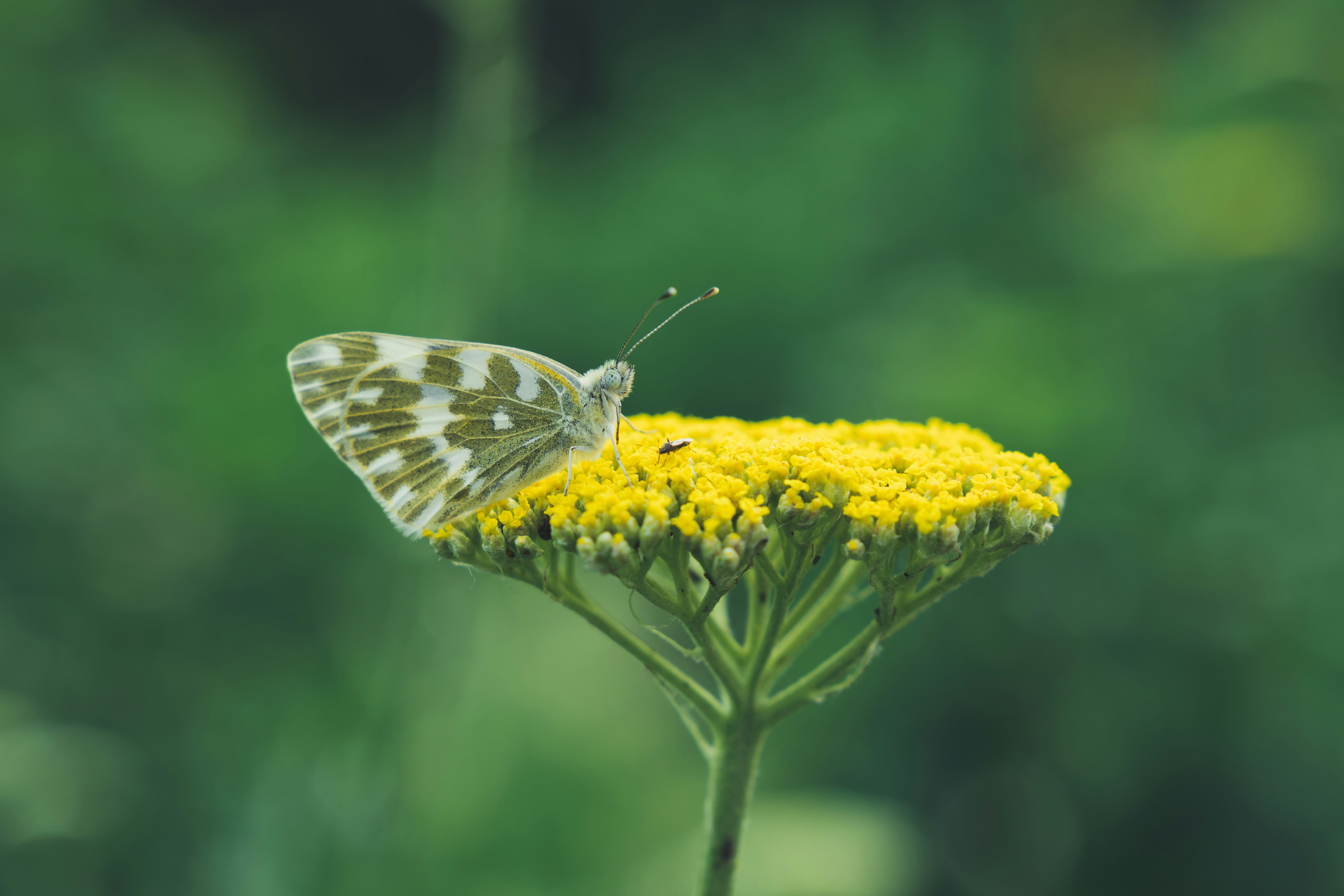 Butterfly on a Sunlit Queen Anne’s Lace