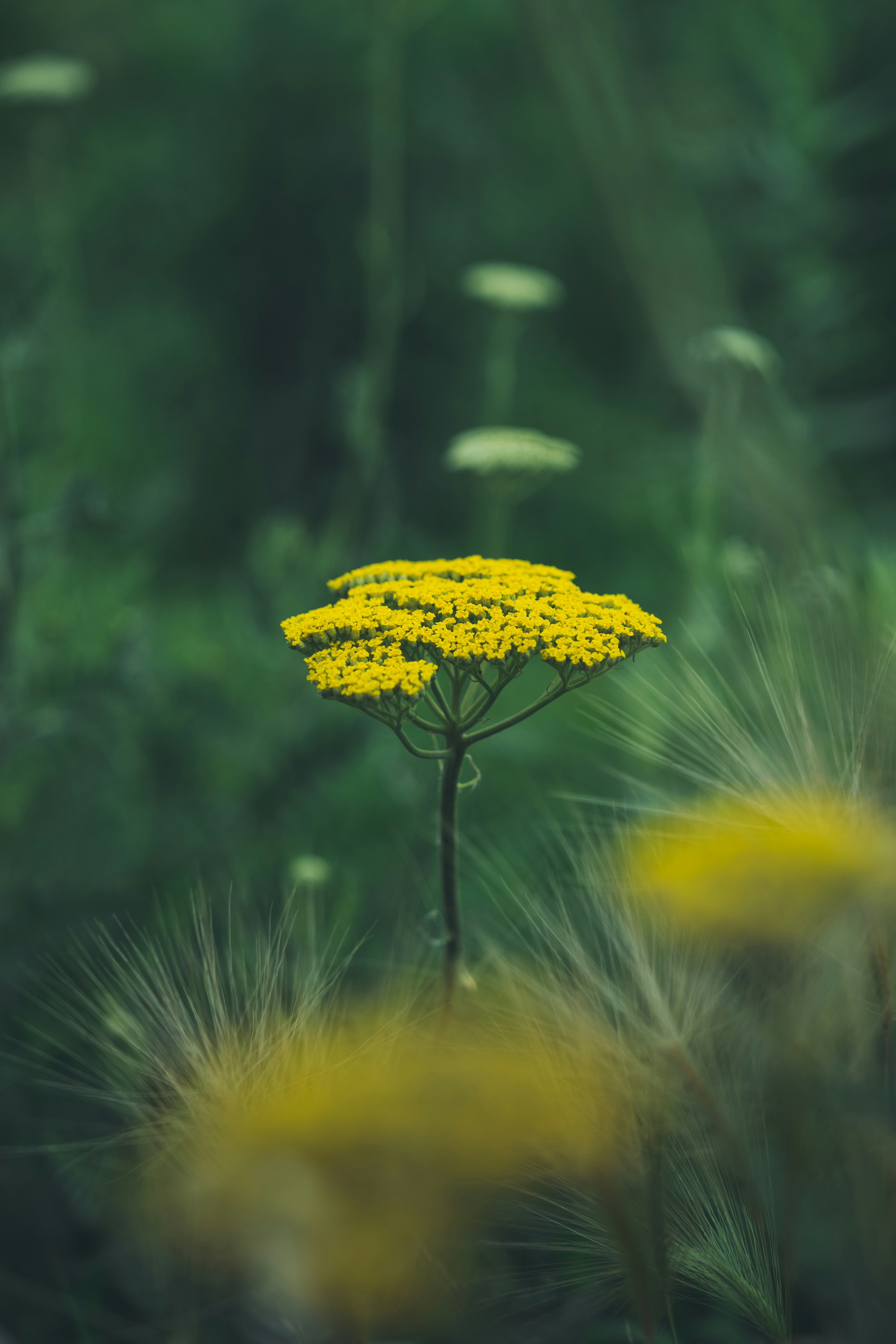 Yellow Umbrella of Dusk in Quiet Meadow