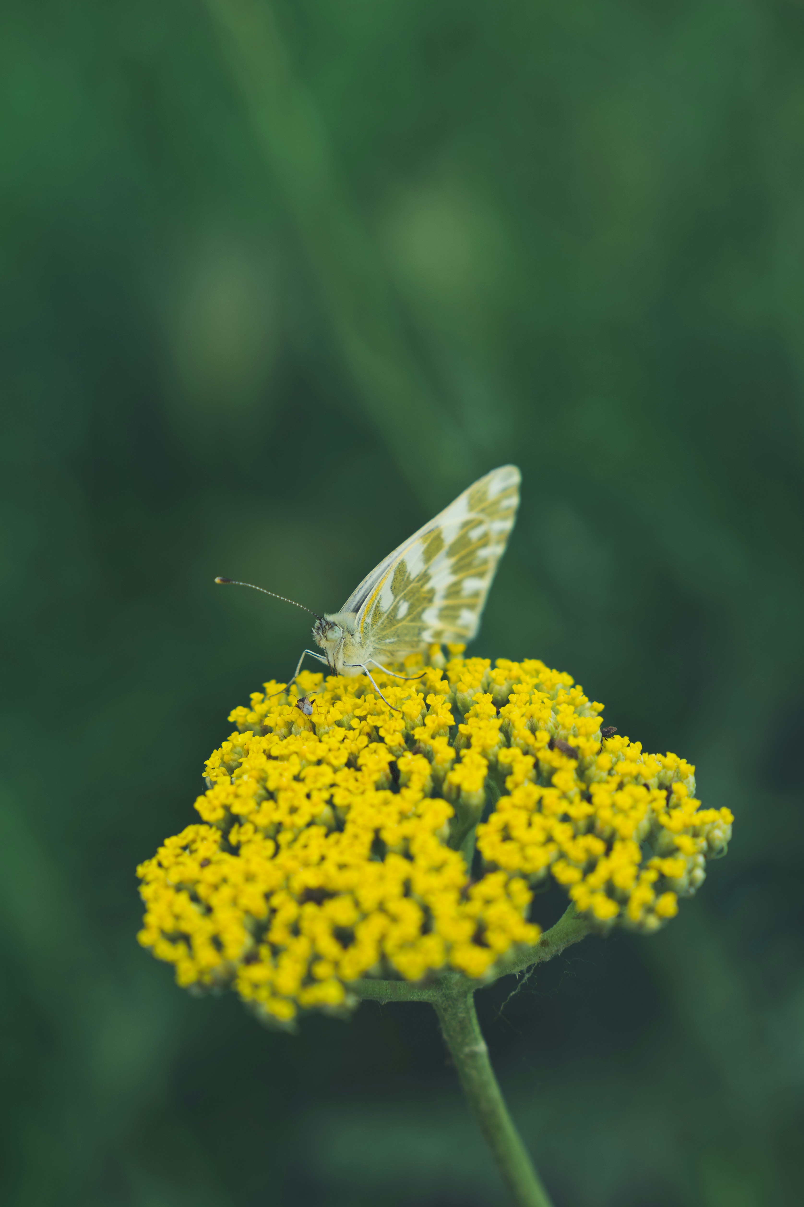 Butterfly Crowned on a Golden Umbel