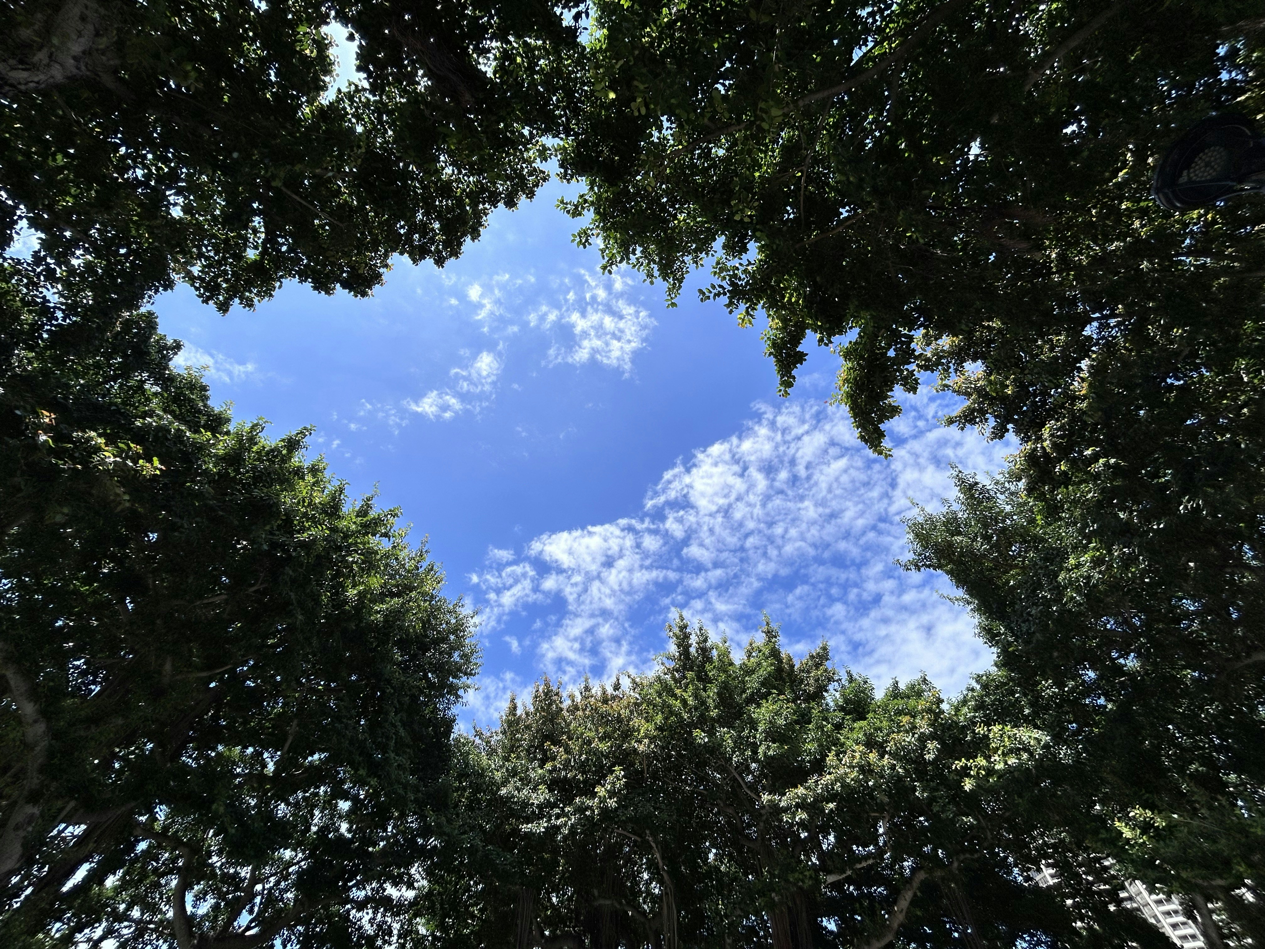 Skyward Gap: A Vista Through the Tree Canopy