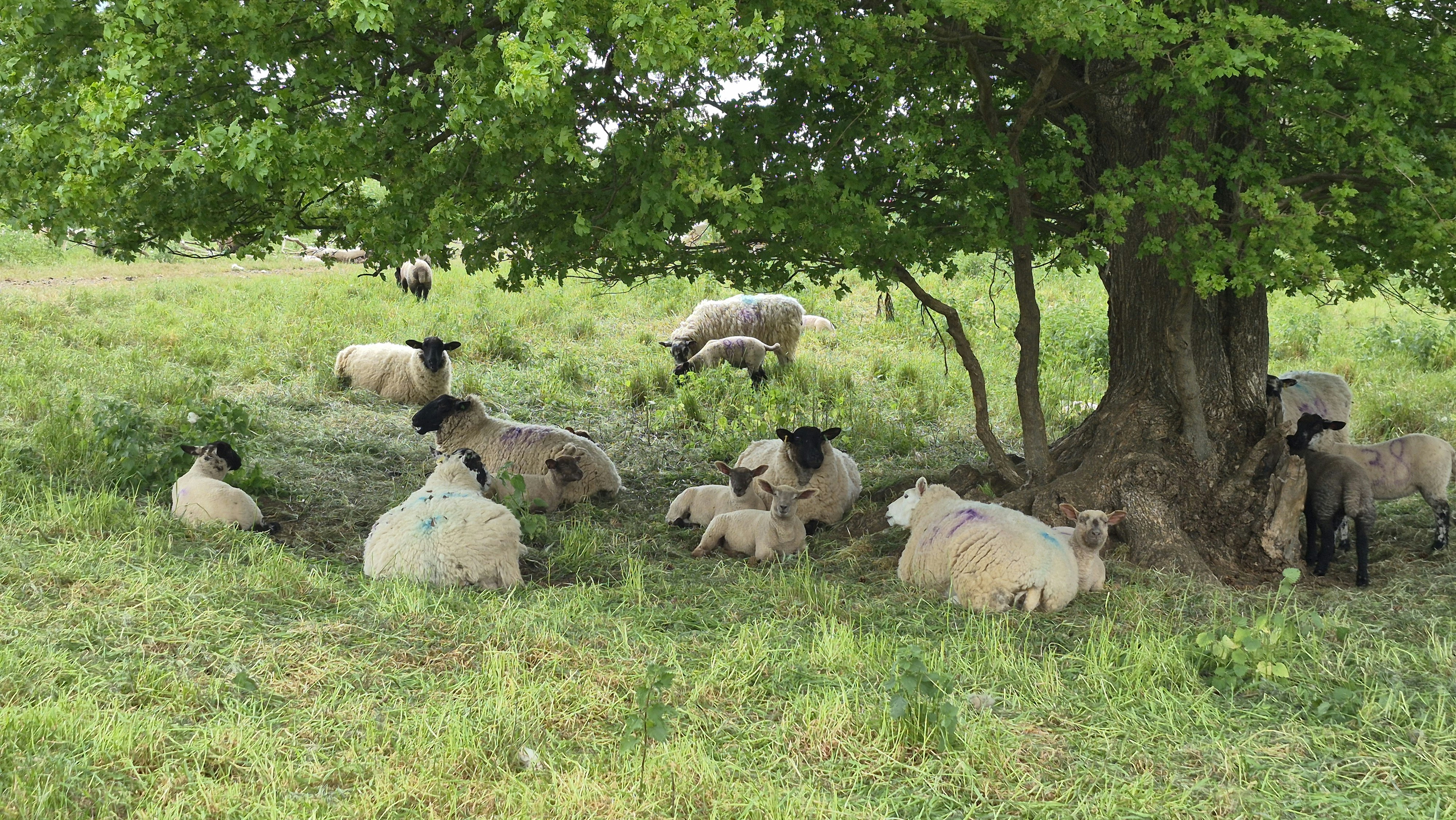 Shaded Herd Beneath a Shelter of Giants