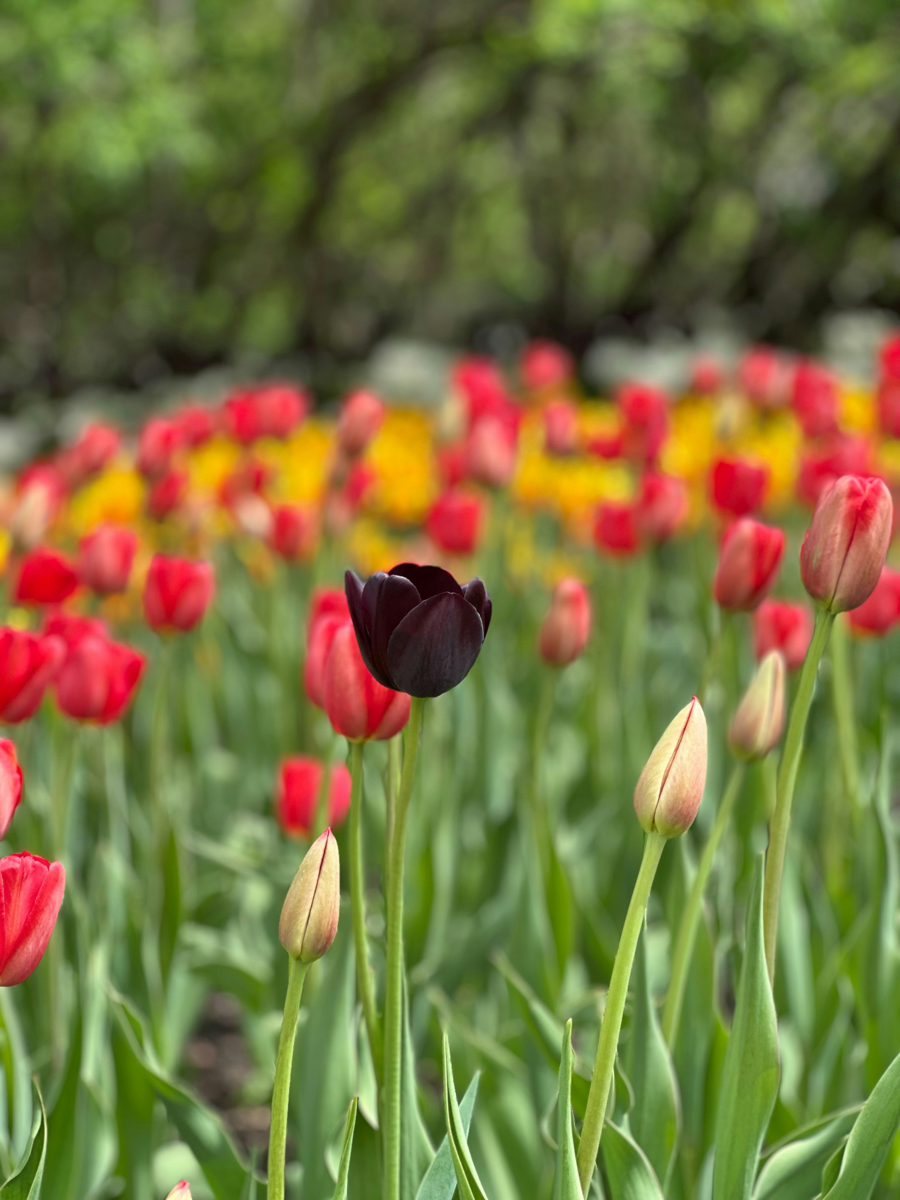 A solitary deep plum tulip anchors a sea of crimson and blush blooms