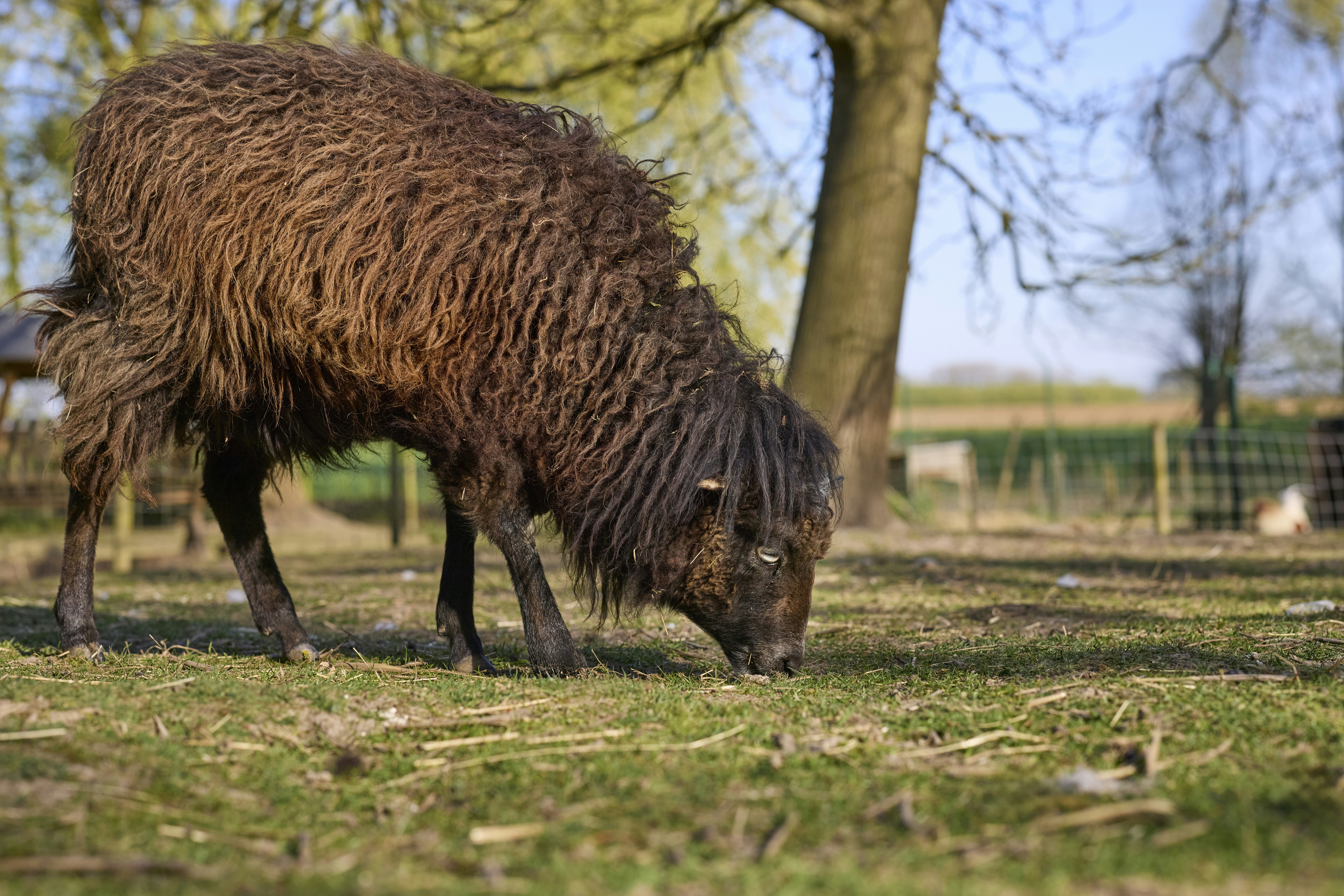Grazing in the Noon Light: A Sheep beneath Spring Trees