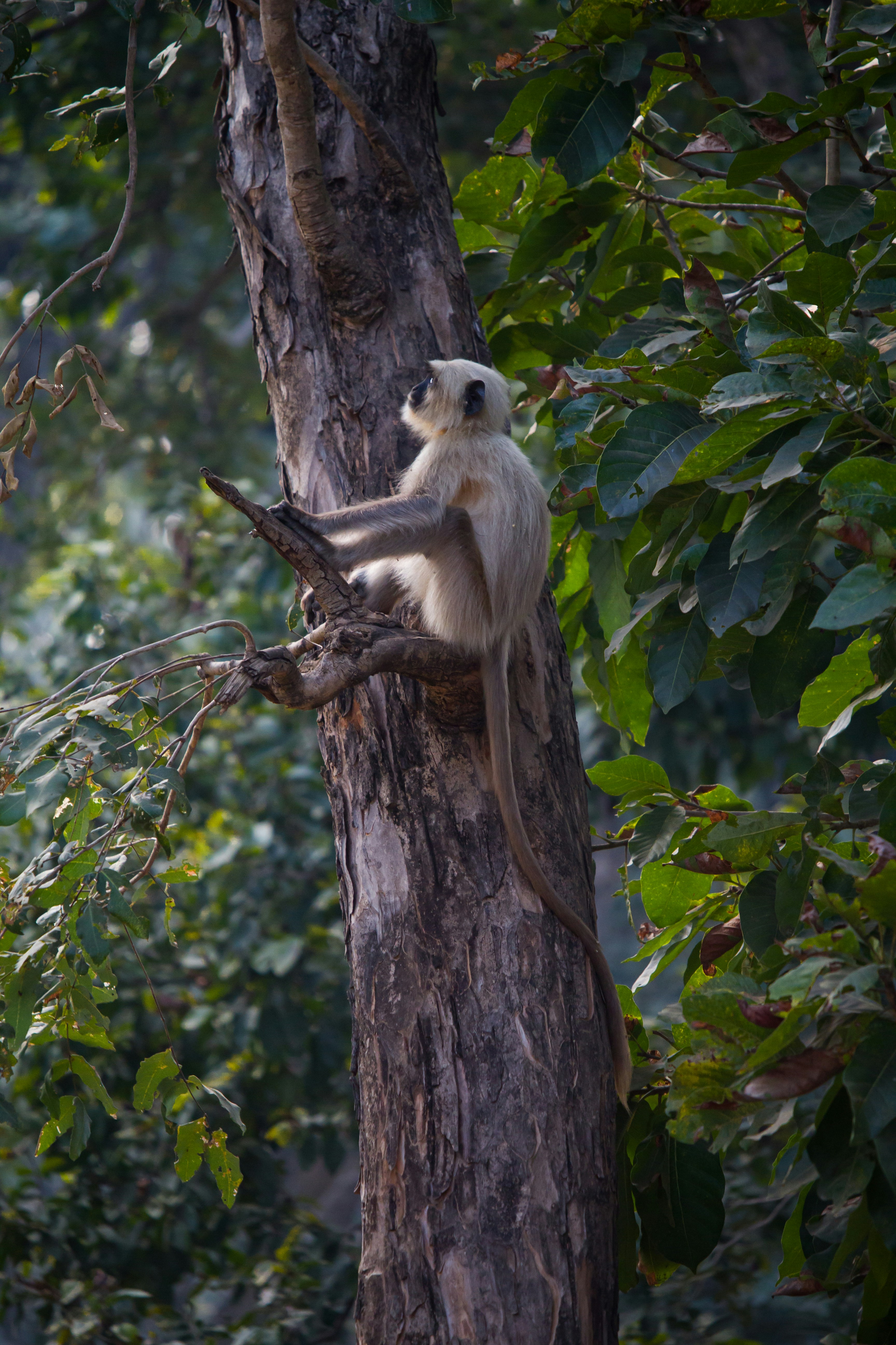 Sentry on the Bark: A Cotton-Top Monkey Clings to a Tree Trunk