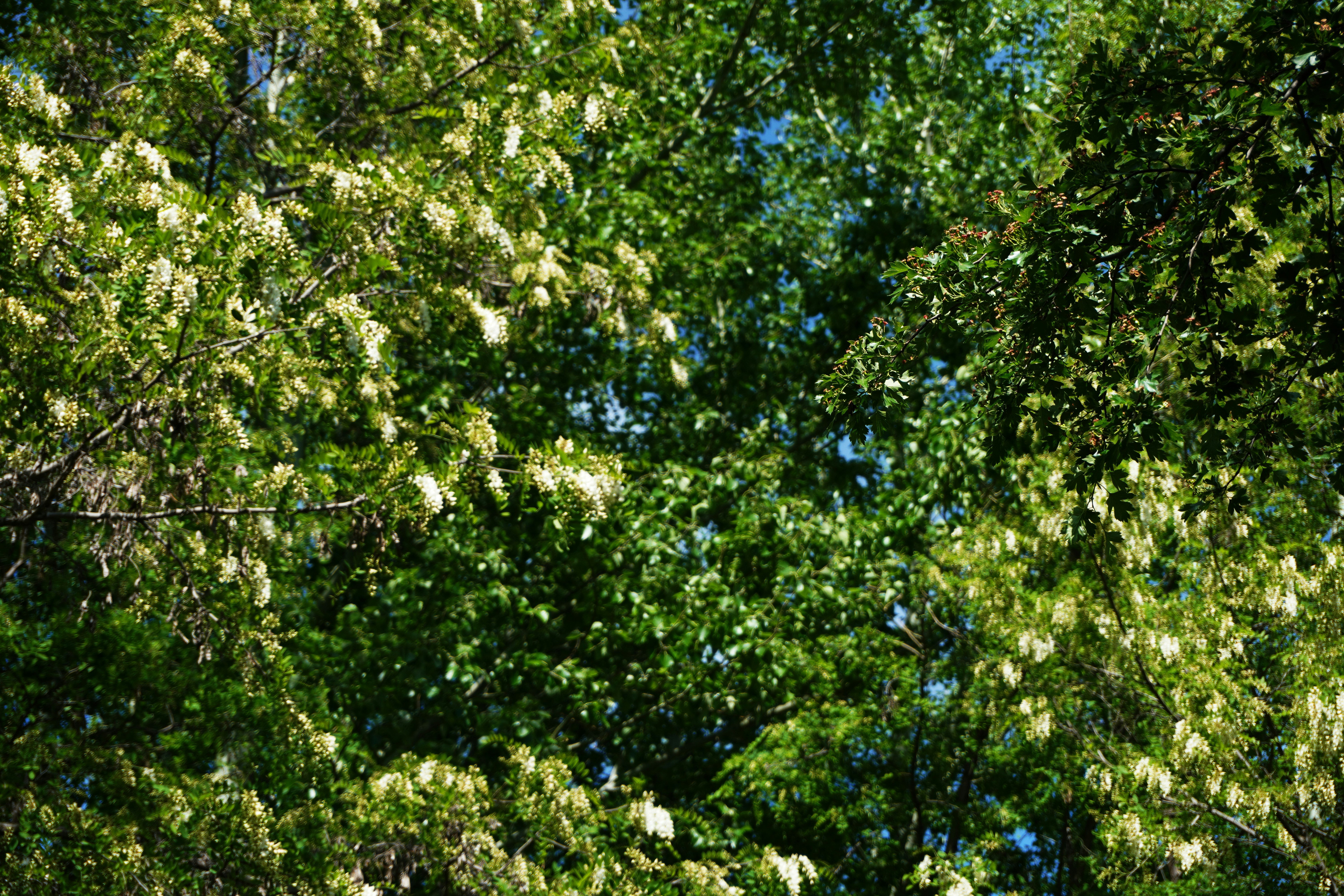 Sunlit Canopy: A Burst of Spring Green Amid White Blossoms