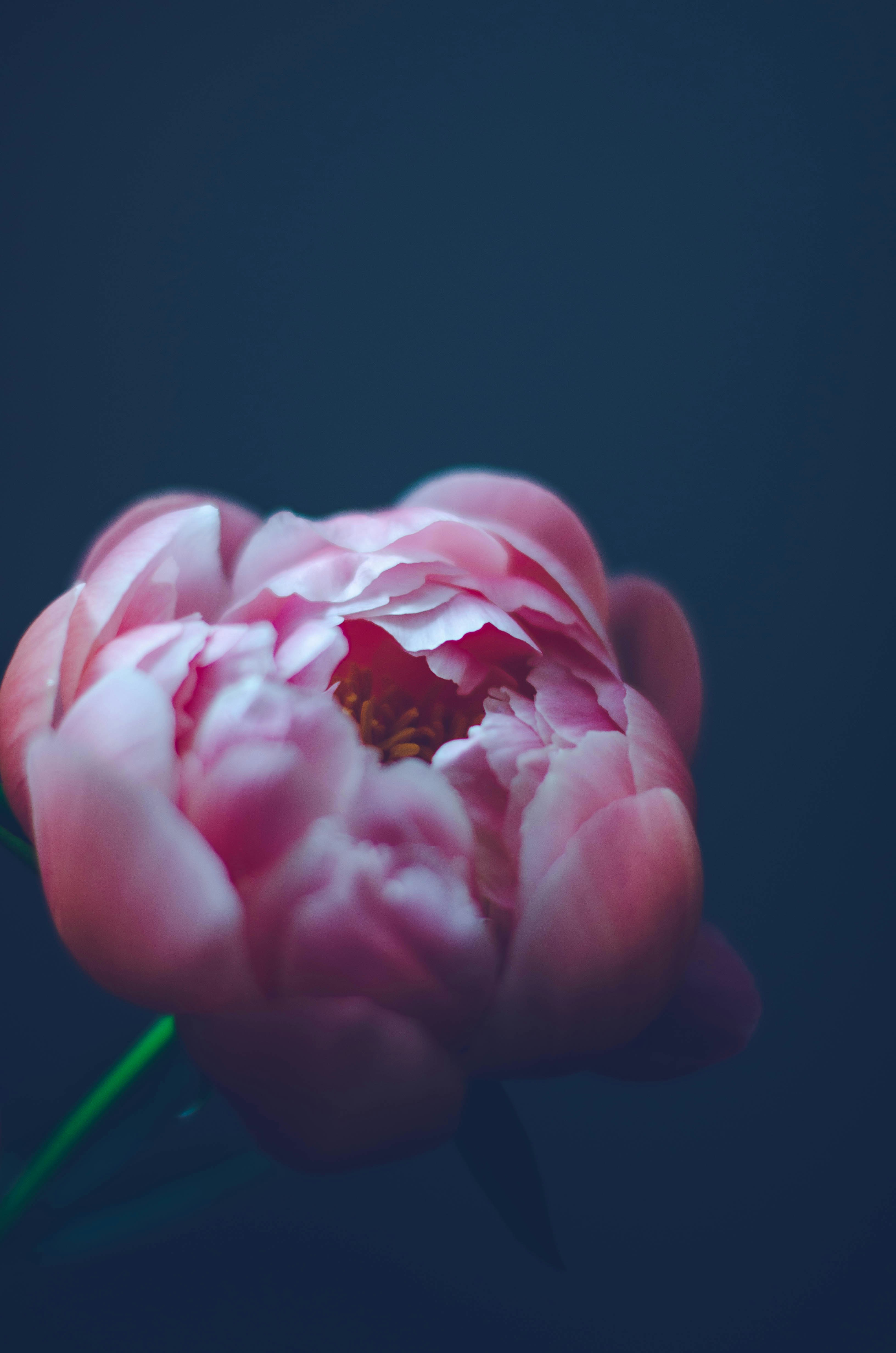 Soft Pink Peony Against Midnight Blue