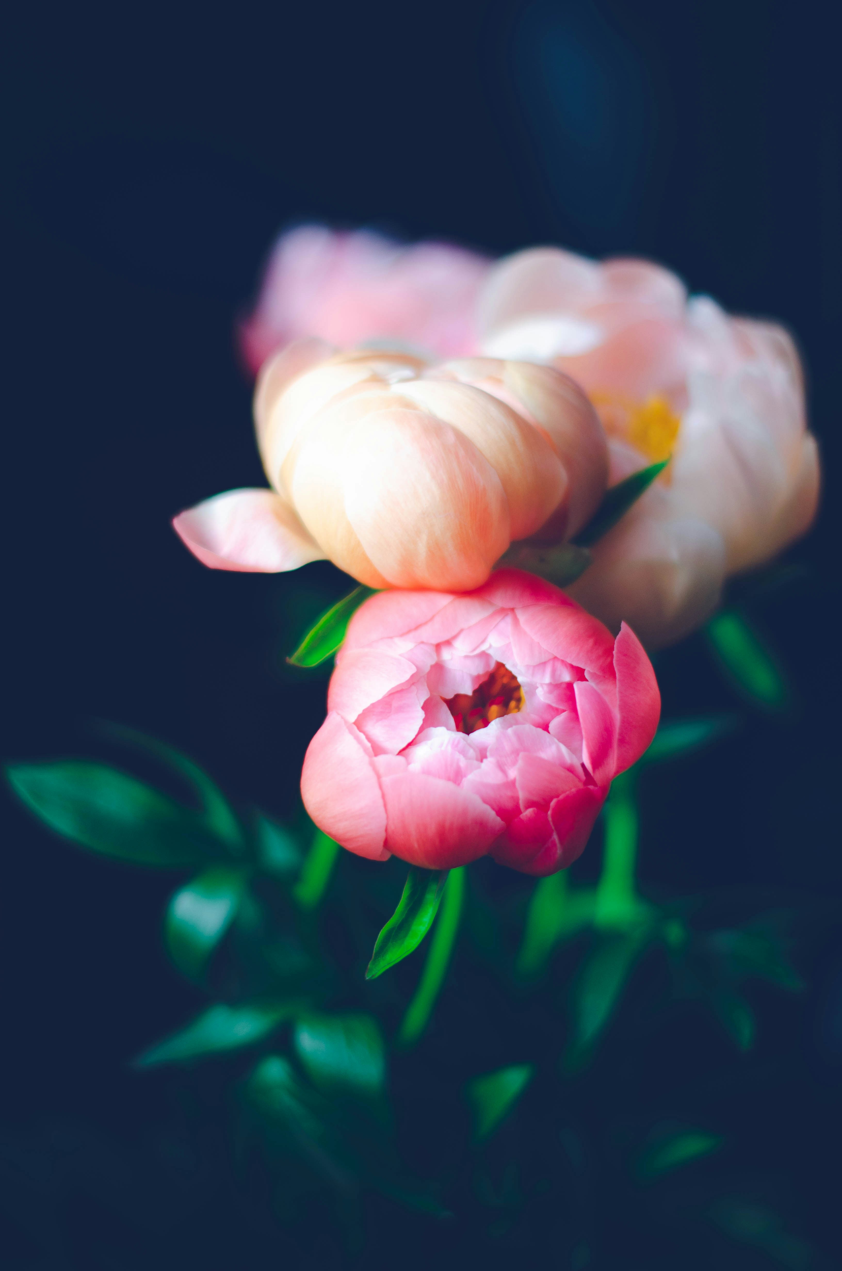 Blossoms in Soft Focus: Peony Crown in Twilight