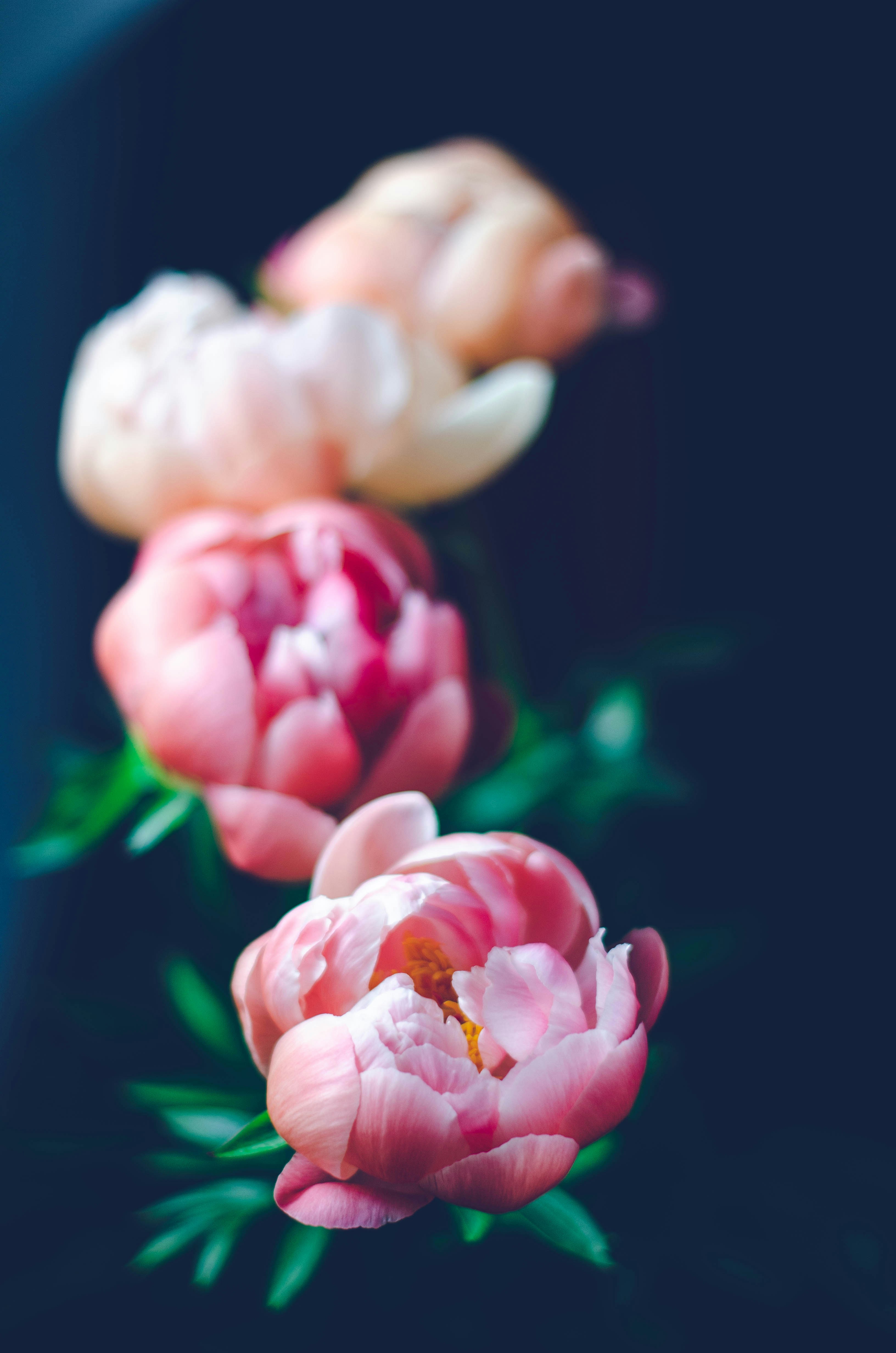 Blossoms in Soft Focus: Pink Peonies Trail the Light