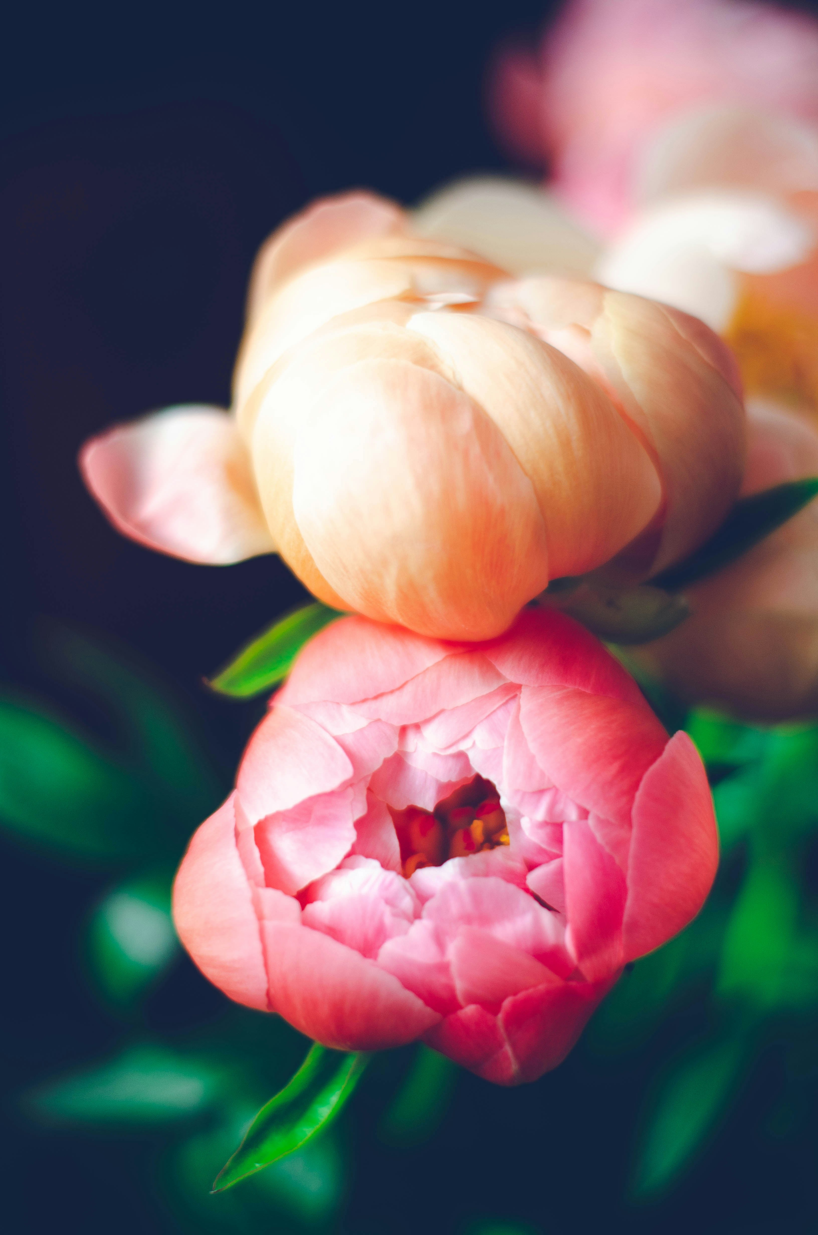 Peony in Soft Focus: Tender Bloom Against Velvet Night