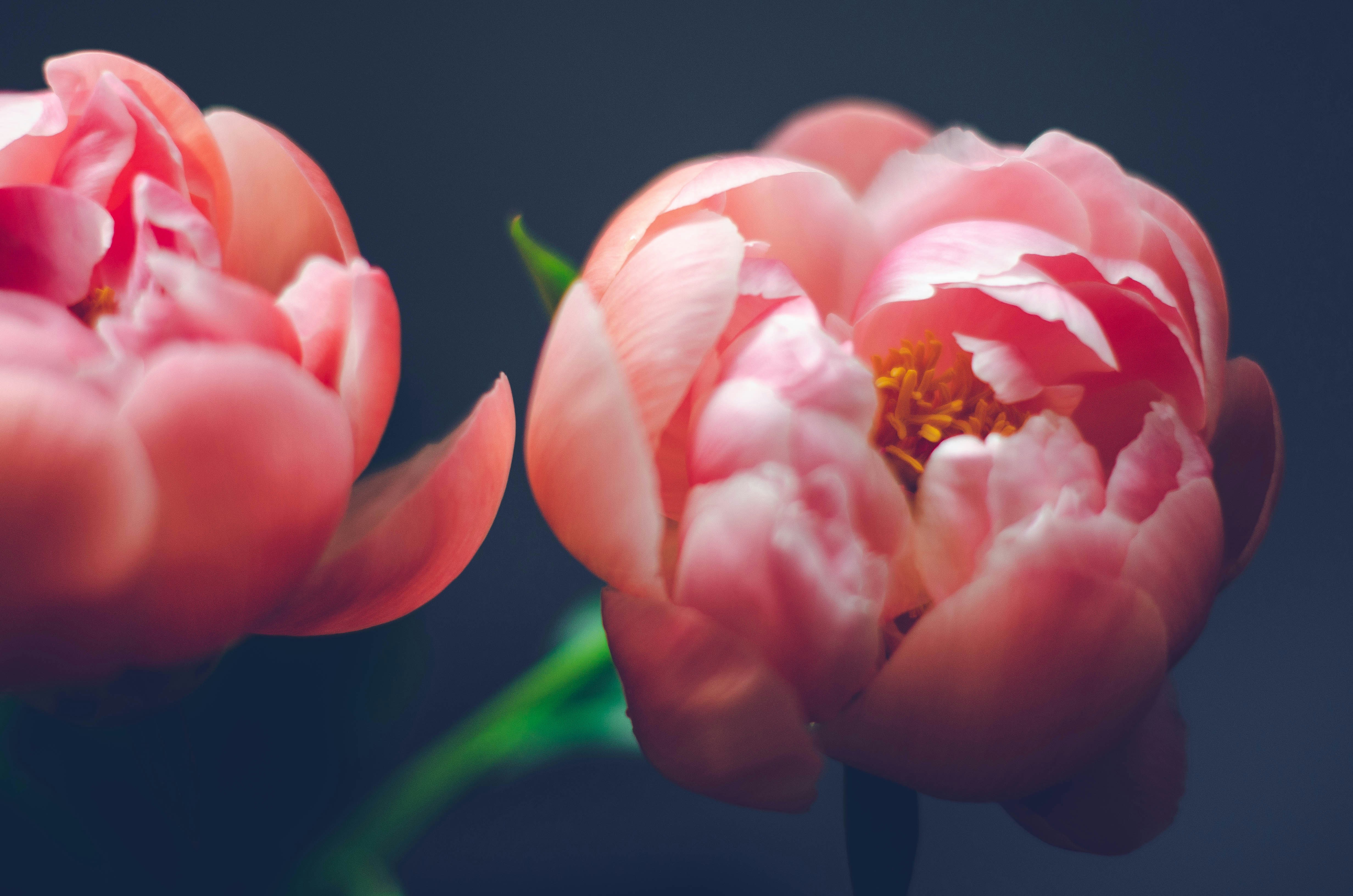 Petal Spotlight: Close-up of Pink Peonies Against a Velvet Blue