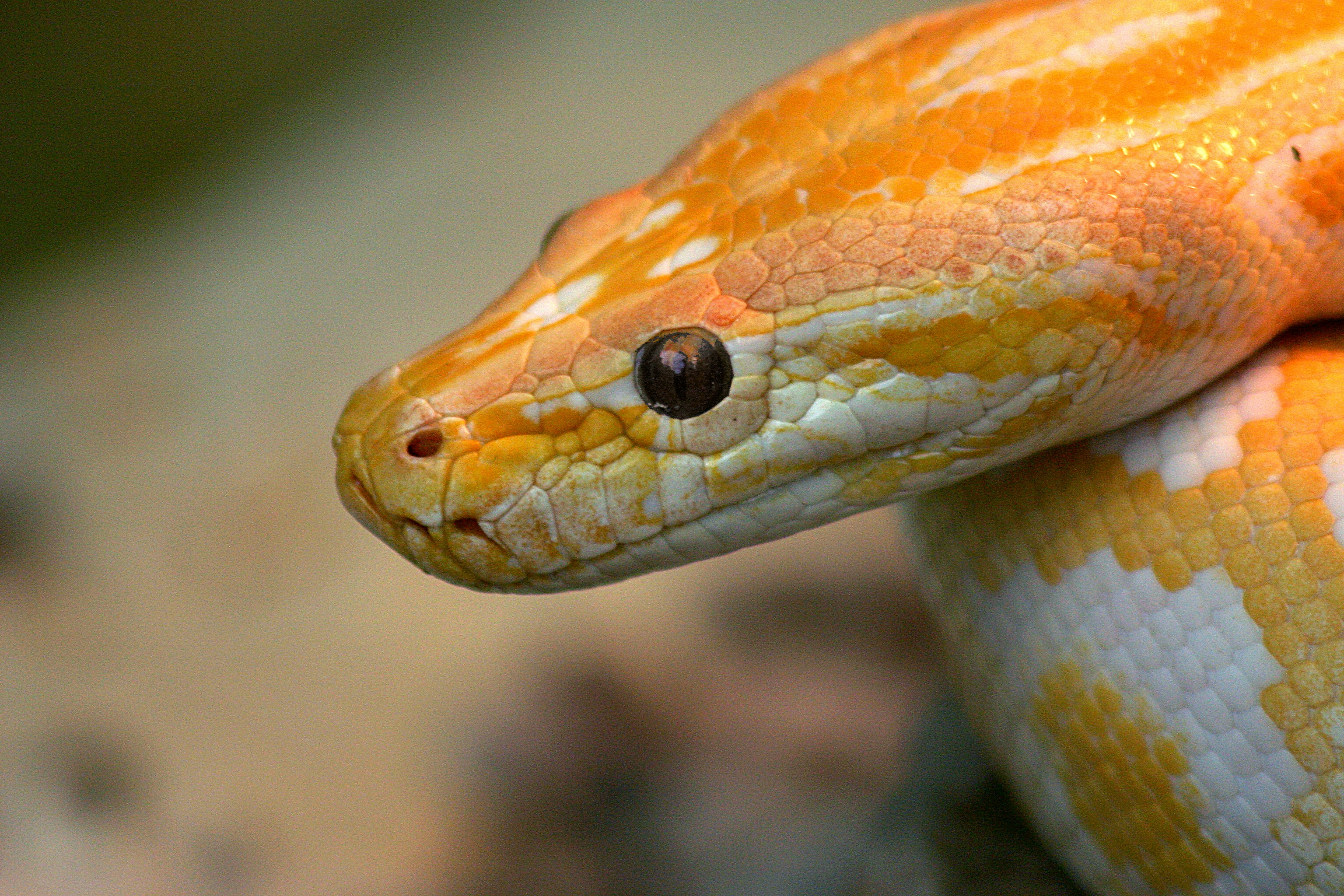 Close-up of a coral-orange corn snake's head and upper body, showing detailed scales and a sharp eye texture.