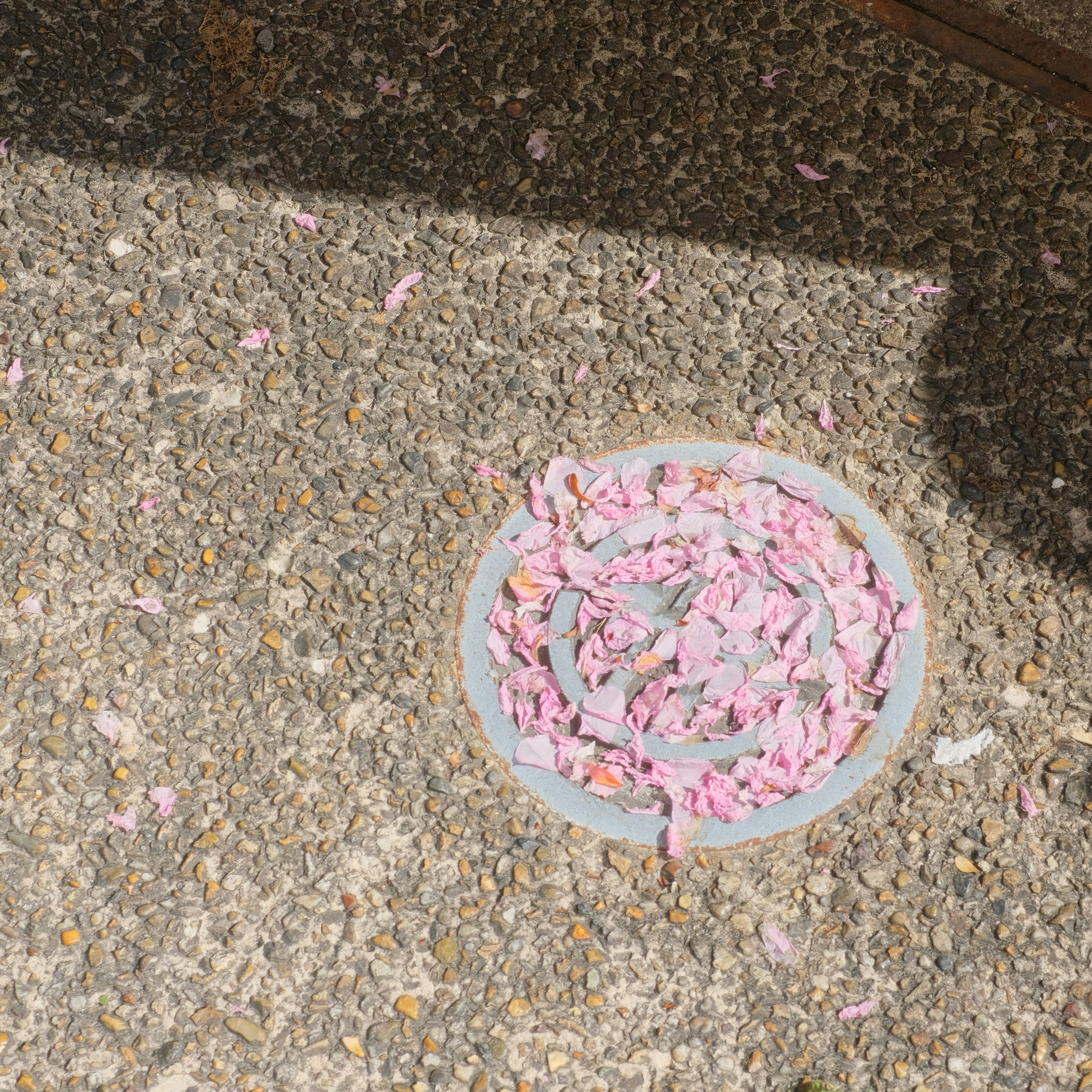 Petals on Concrete: A Quiet Moment by the Drain