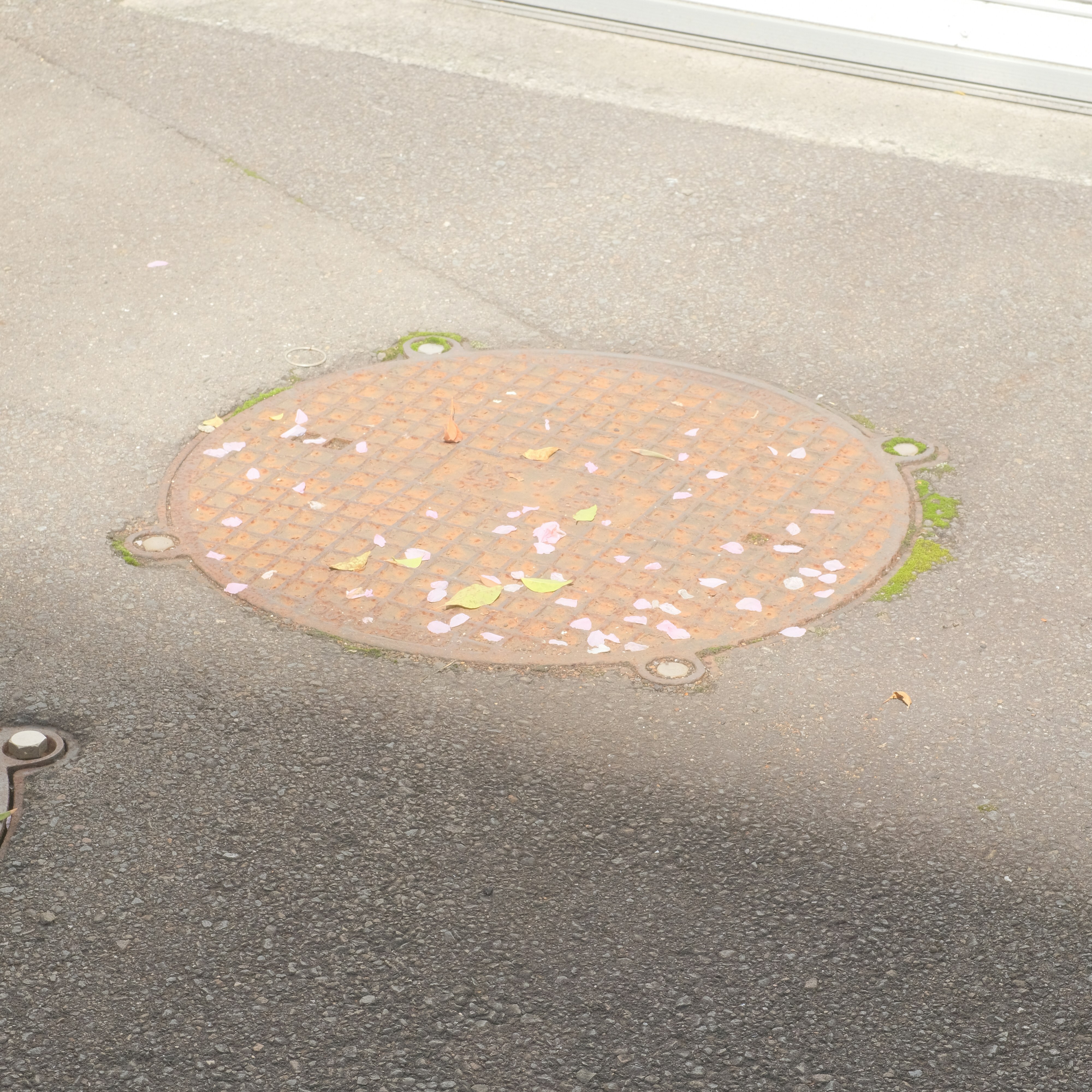 Urban Ground Circle: Fallen Petals on a Manhole