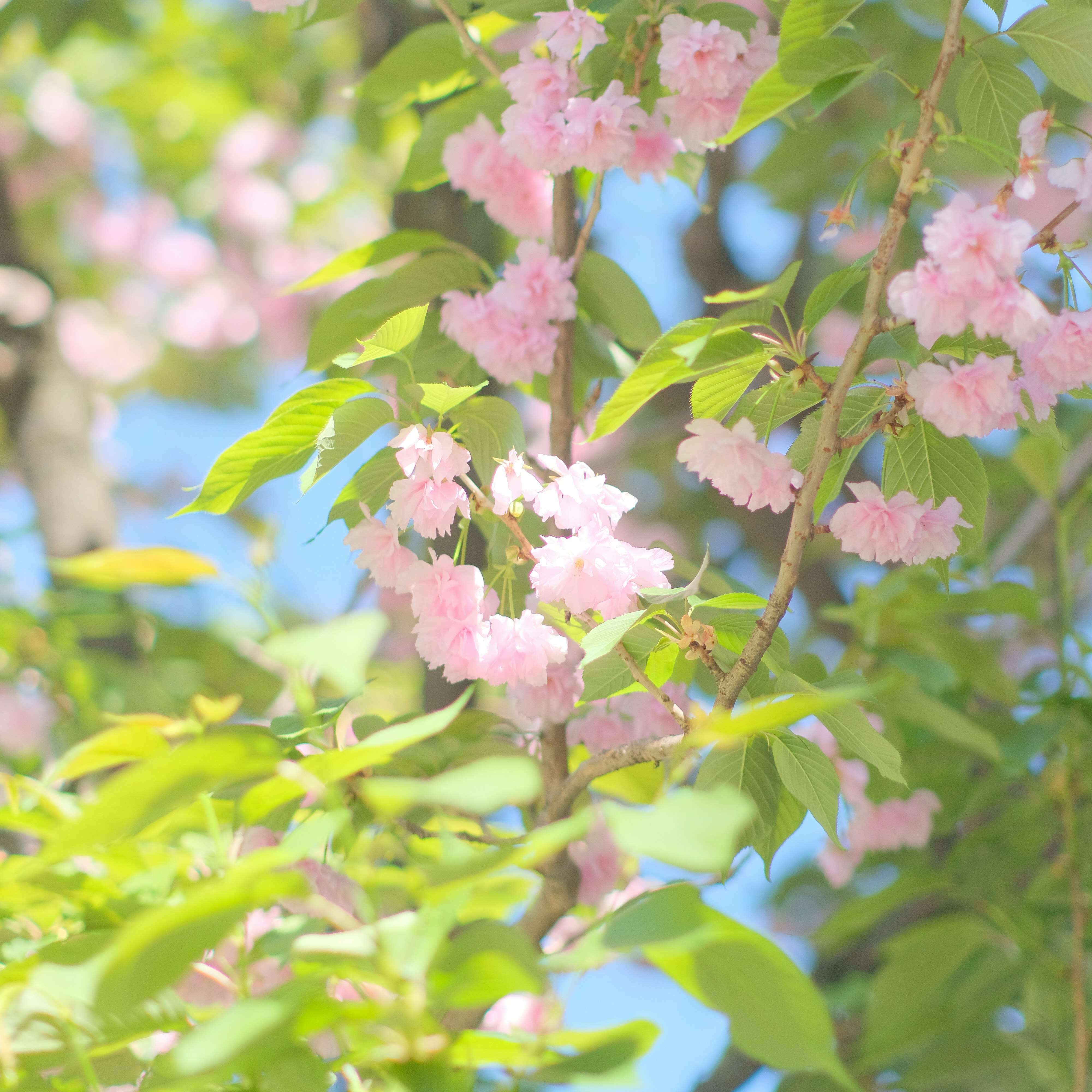 Soft Bloom on Spring Branch