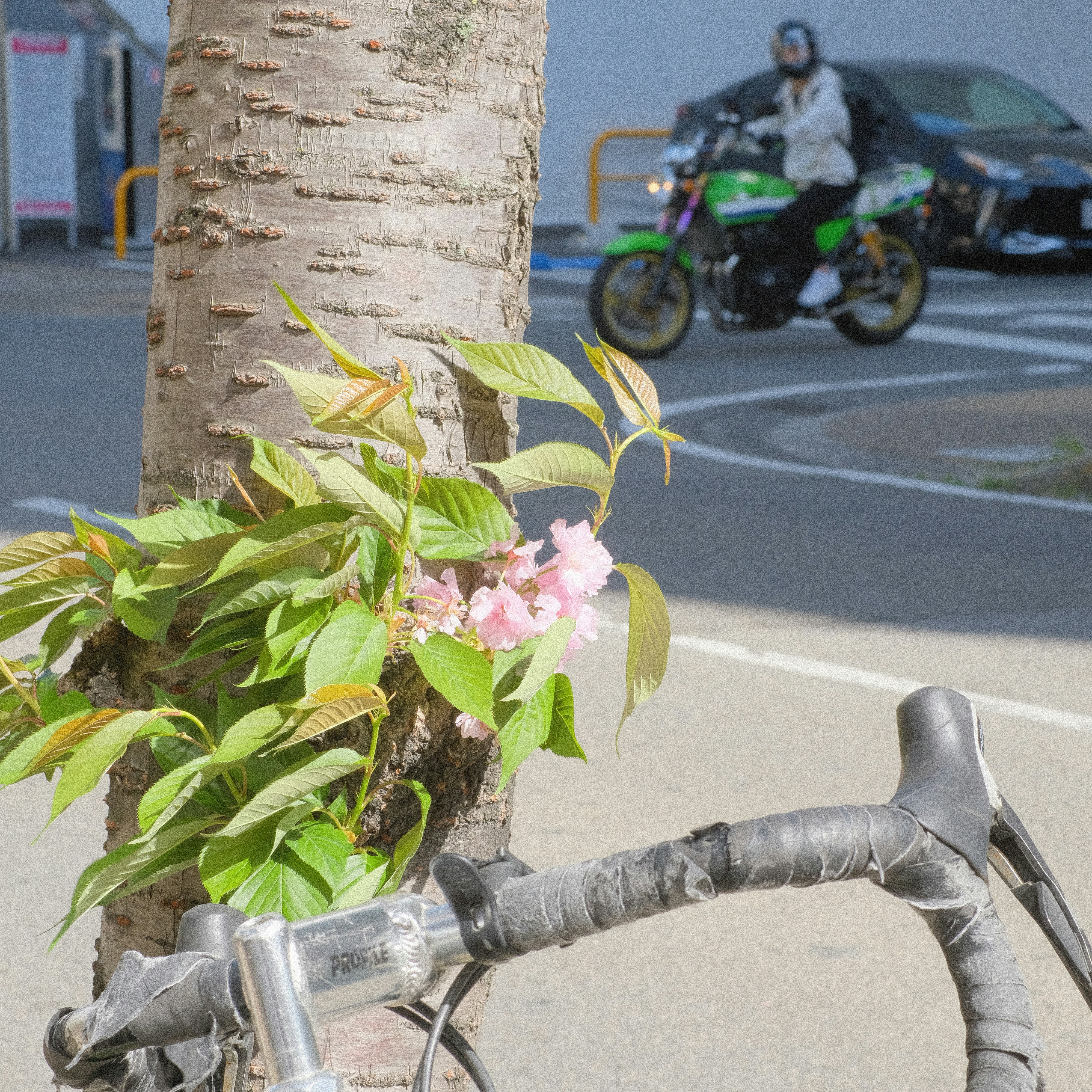 Blossoms at the Base: A Bike-Way Moment by the Tree