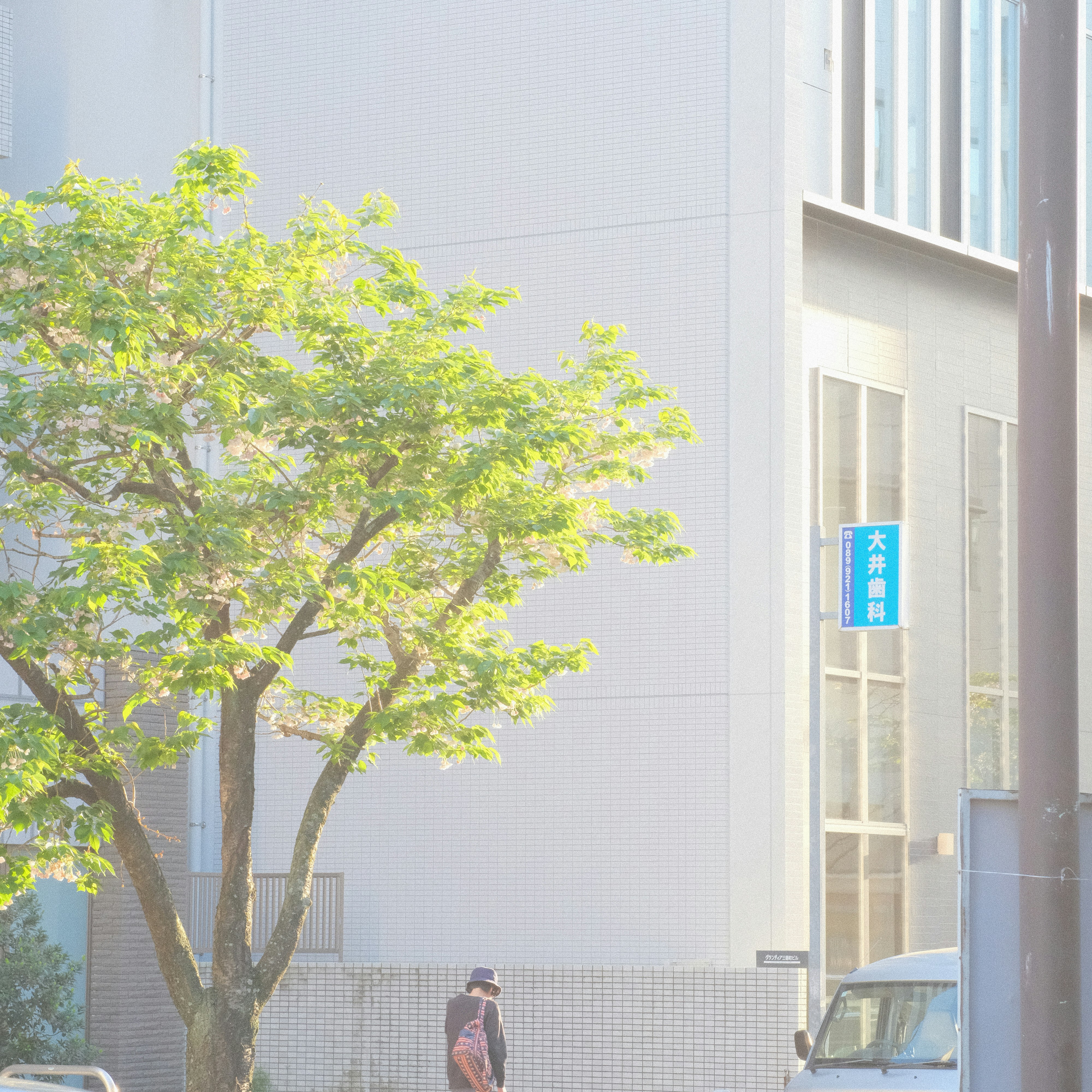 Urban Quiet: Tree, Wall, and Sign in Soft Morning Light