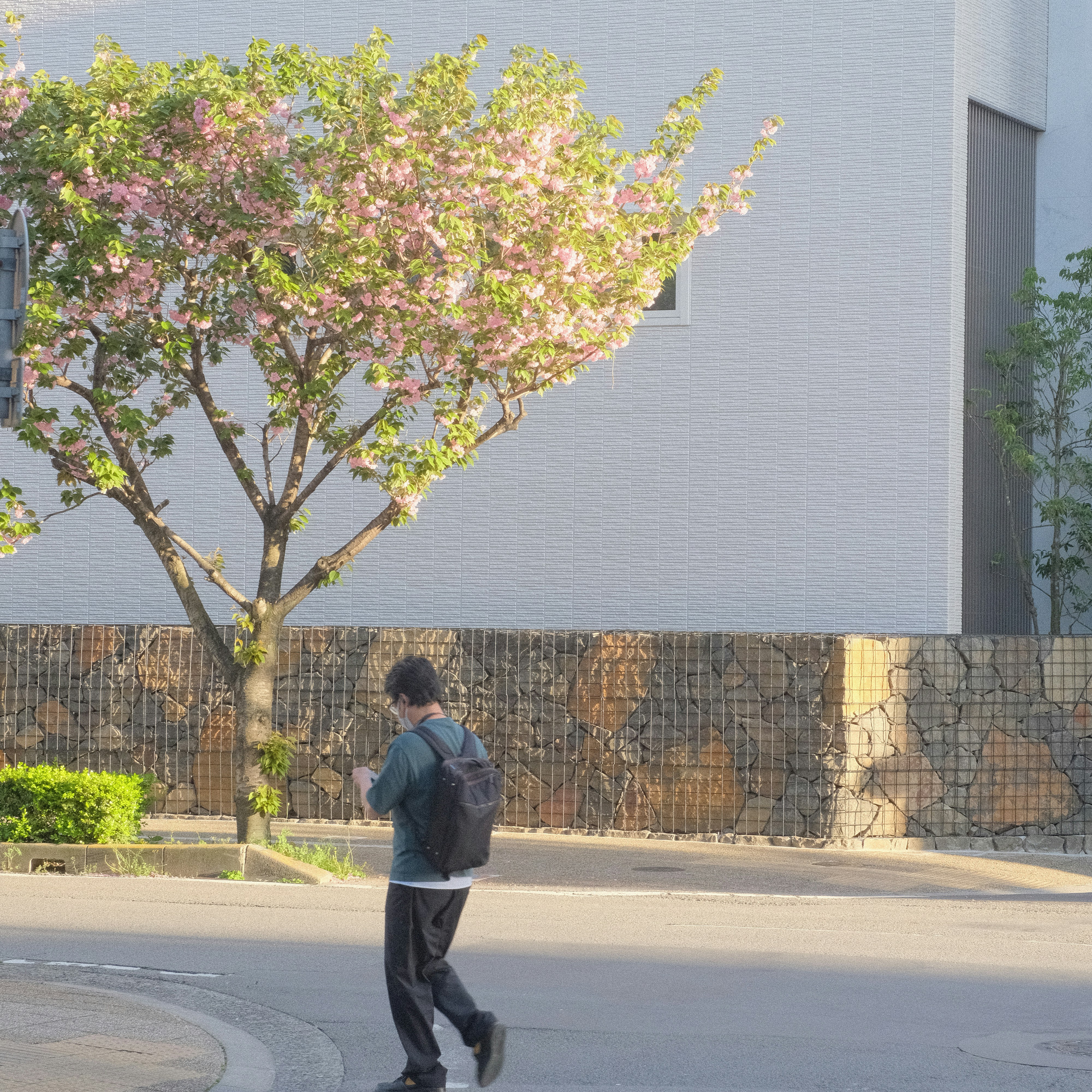 Sidewalk Shuffle Under a Blossom-Lined Tree