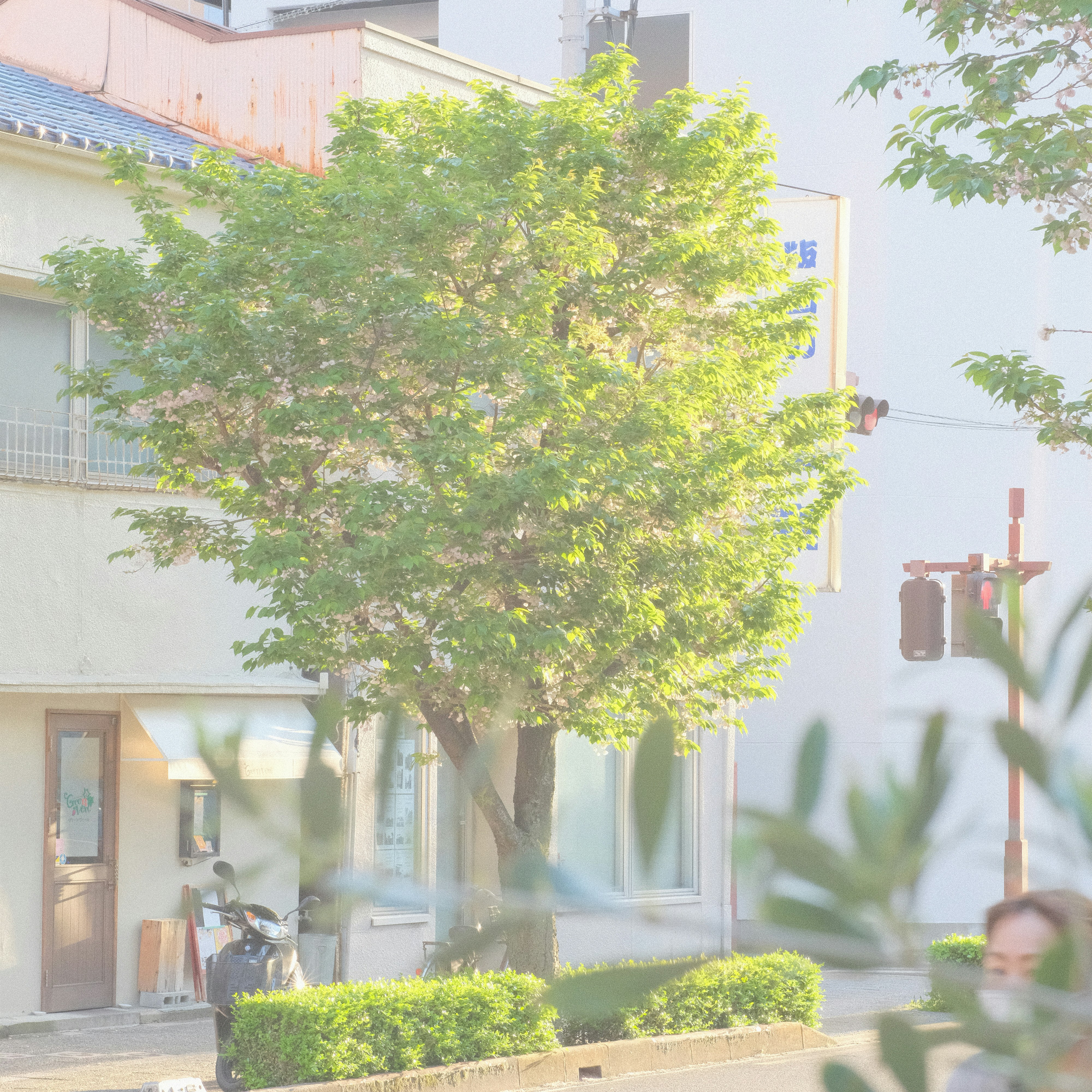 Sunlit Urban Tree Framed by Quiet Streetfront