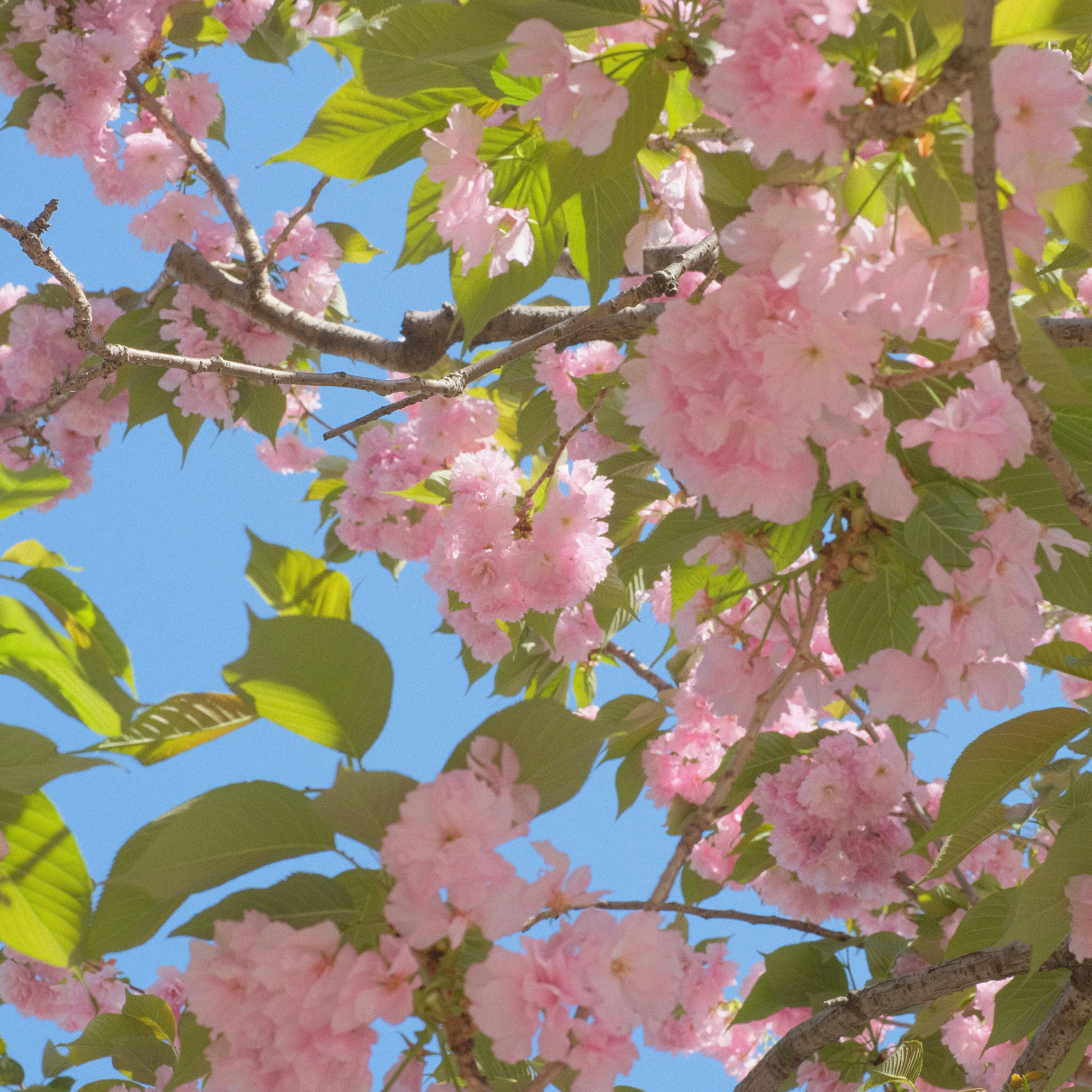 Blossoms in a Sunlit Veil