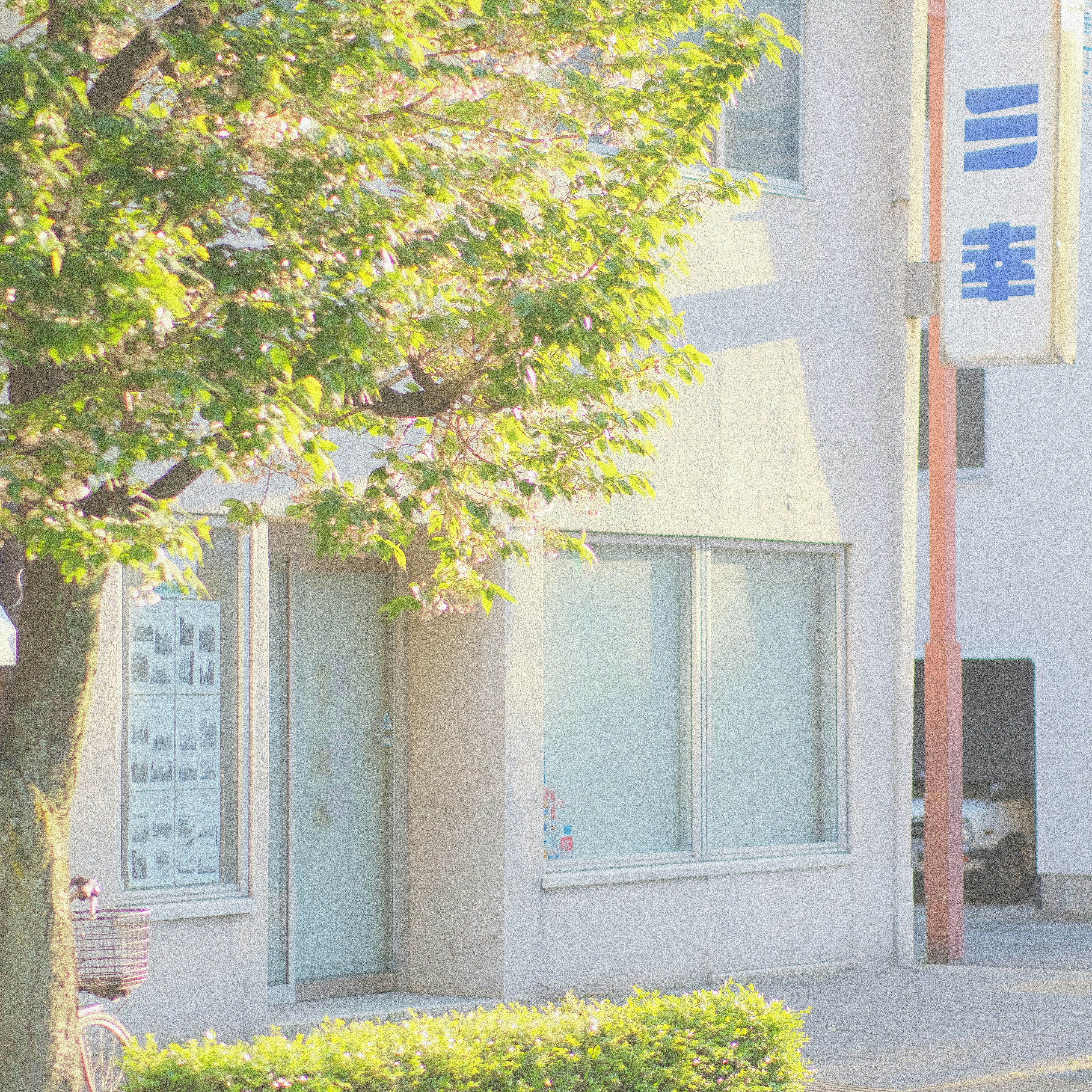Sunlit storefront and tree framed by a quiet street