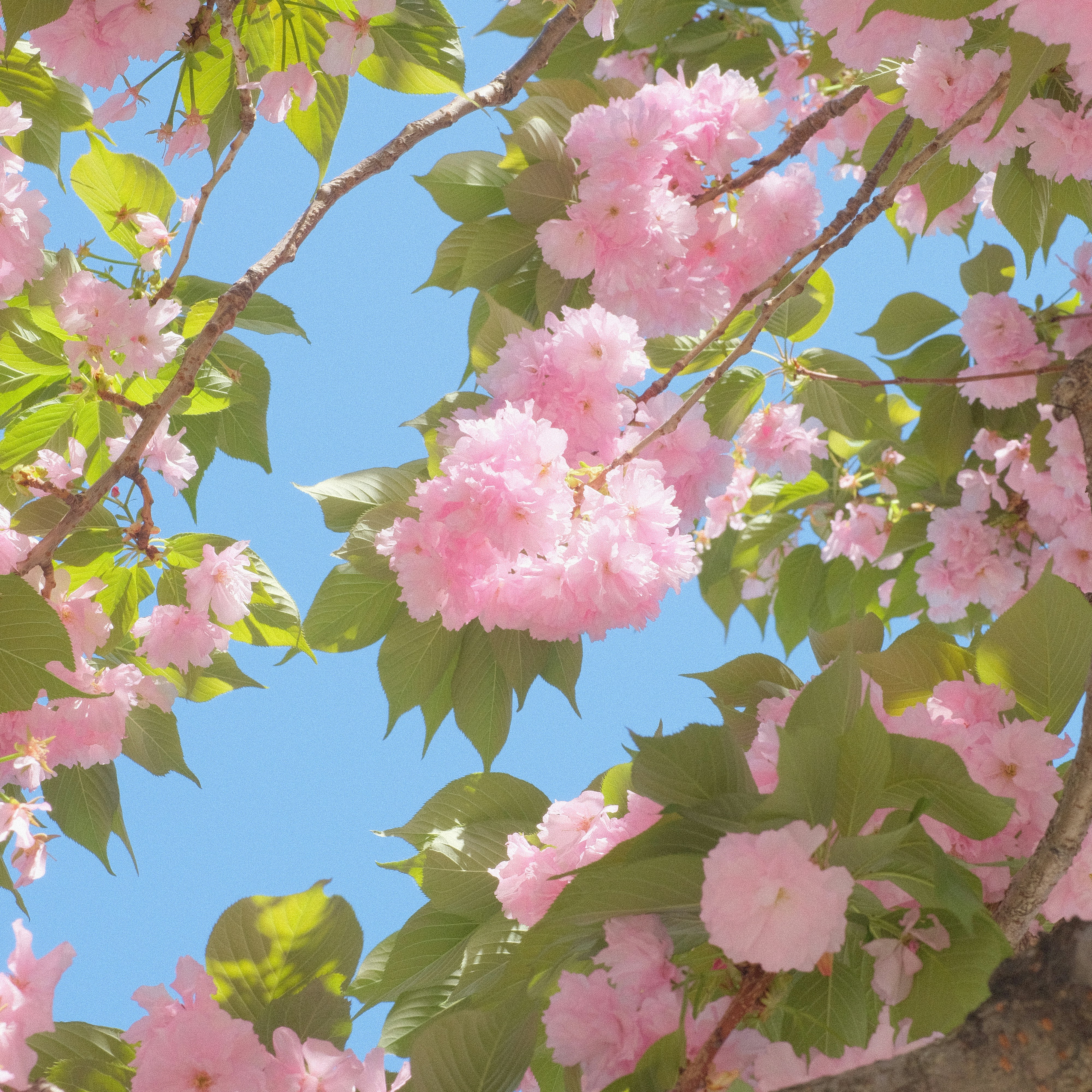Pink Cloud Clusters Among Blue Skies