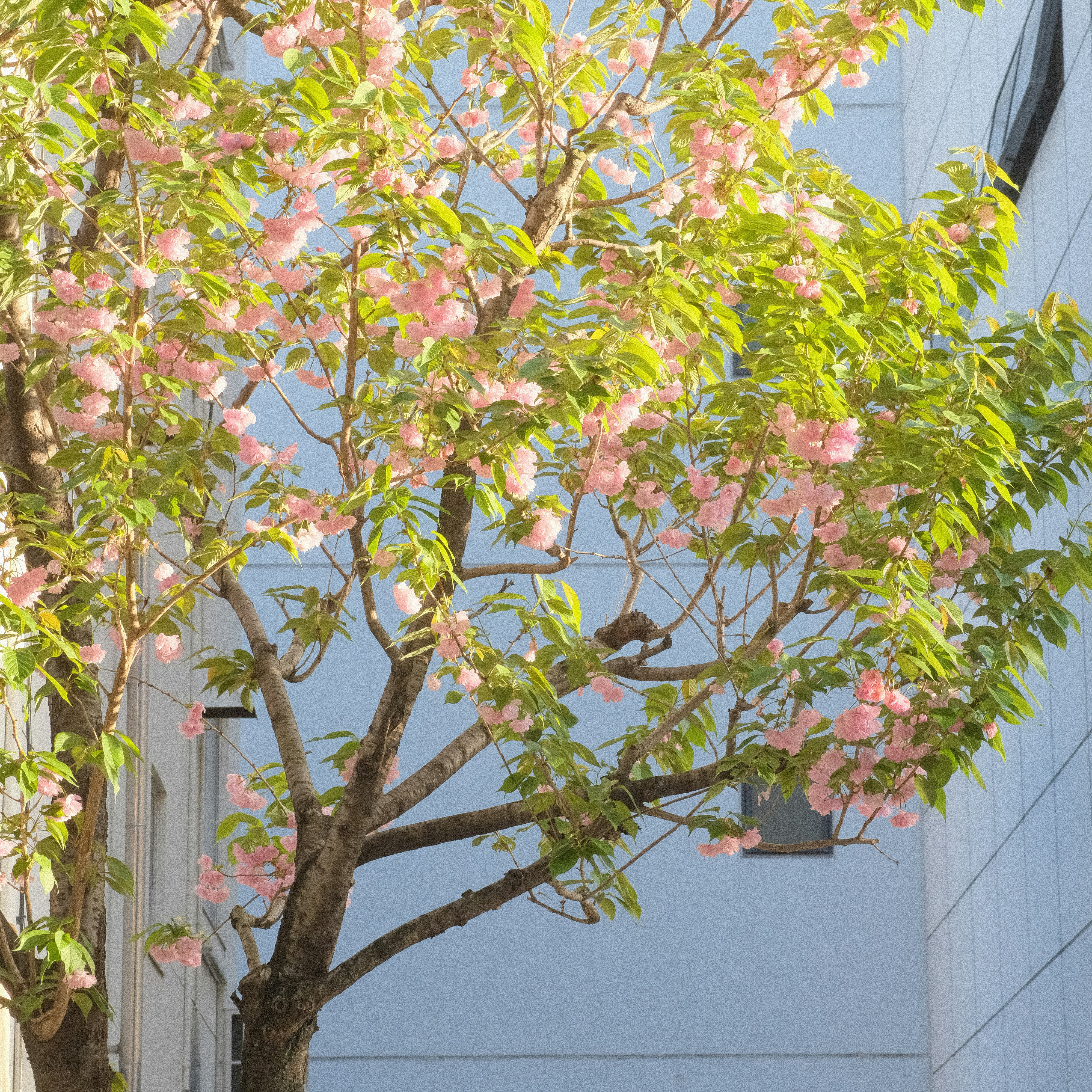 Blossoms Against a Modern Facade
