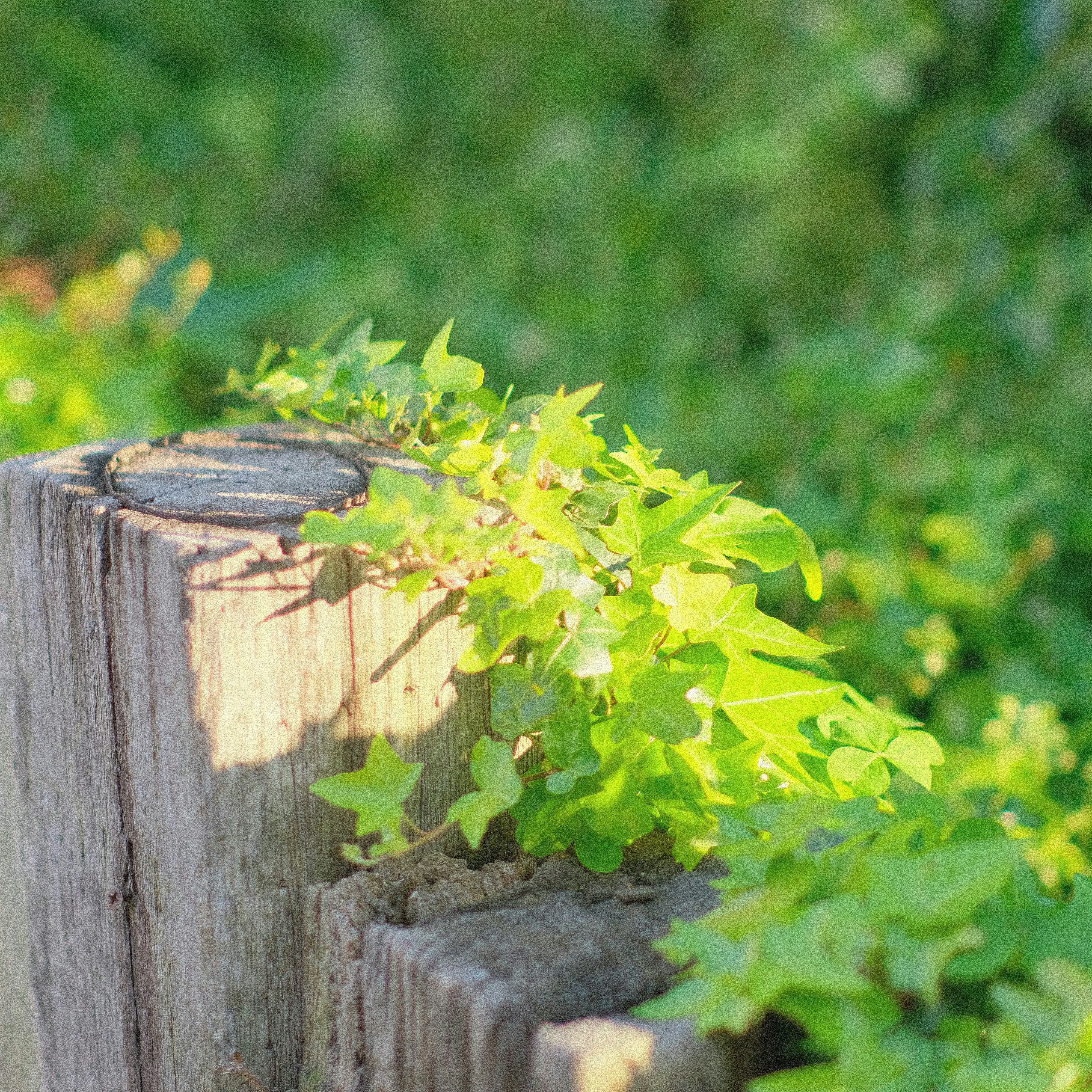 Close-up of sunlit green ivy vines climbing a weathered wooden post, with a softly blurred natural background.