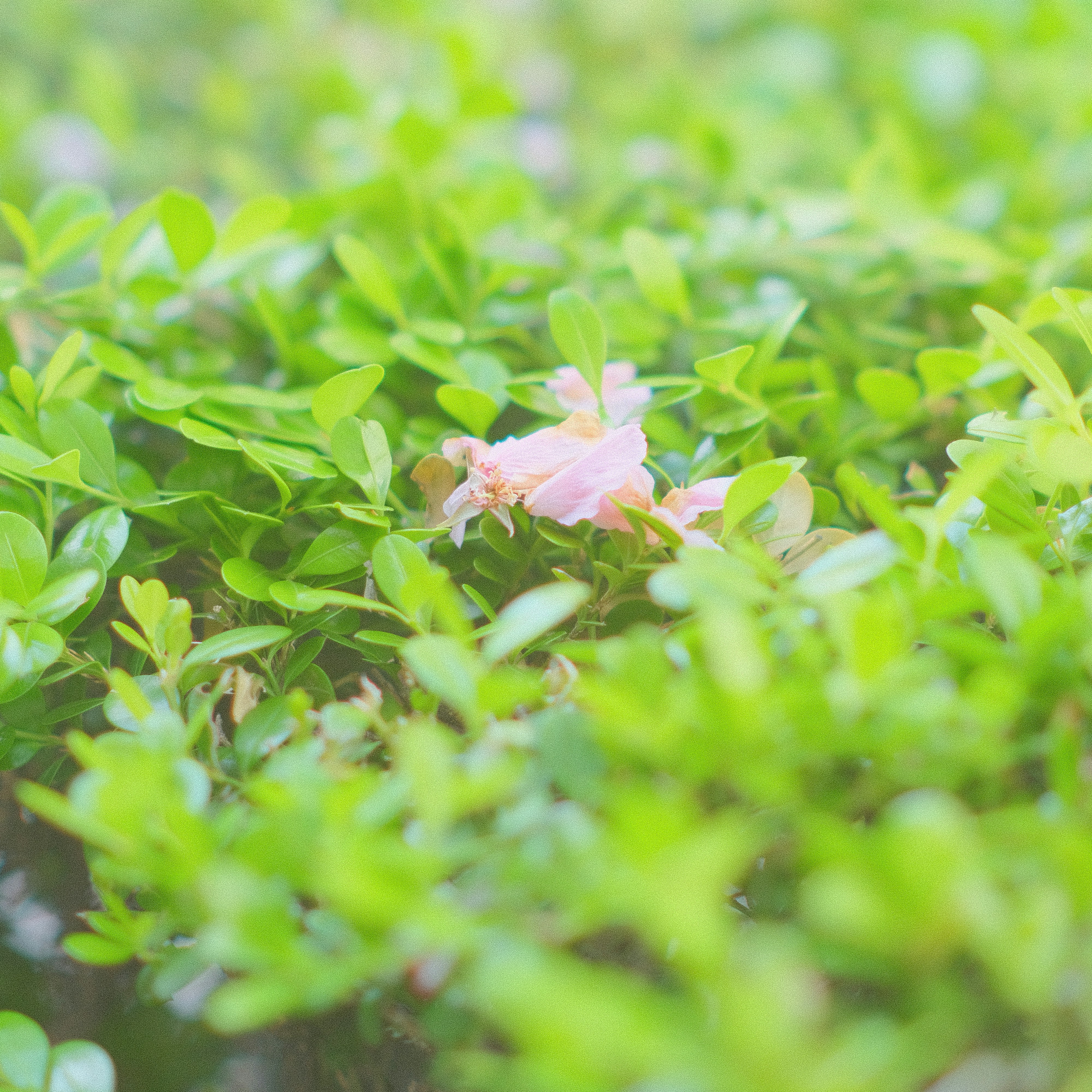 Blush Pink Orchid Among Fresh Greenery