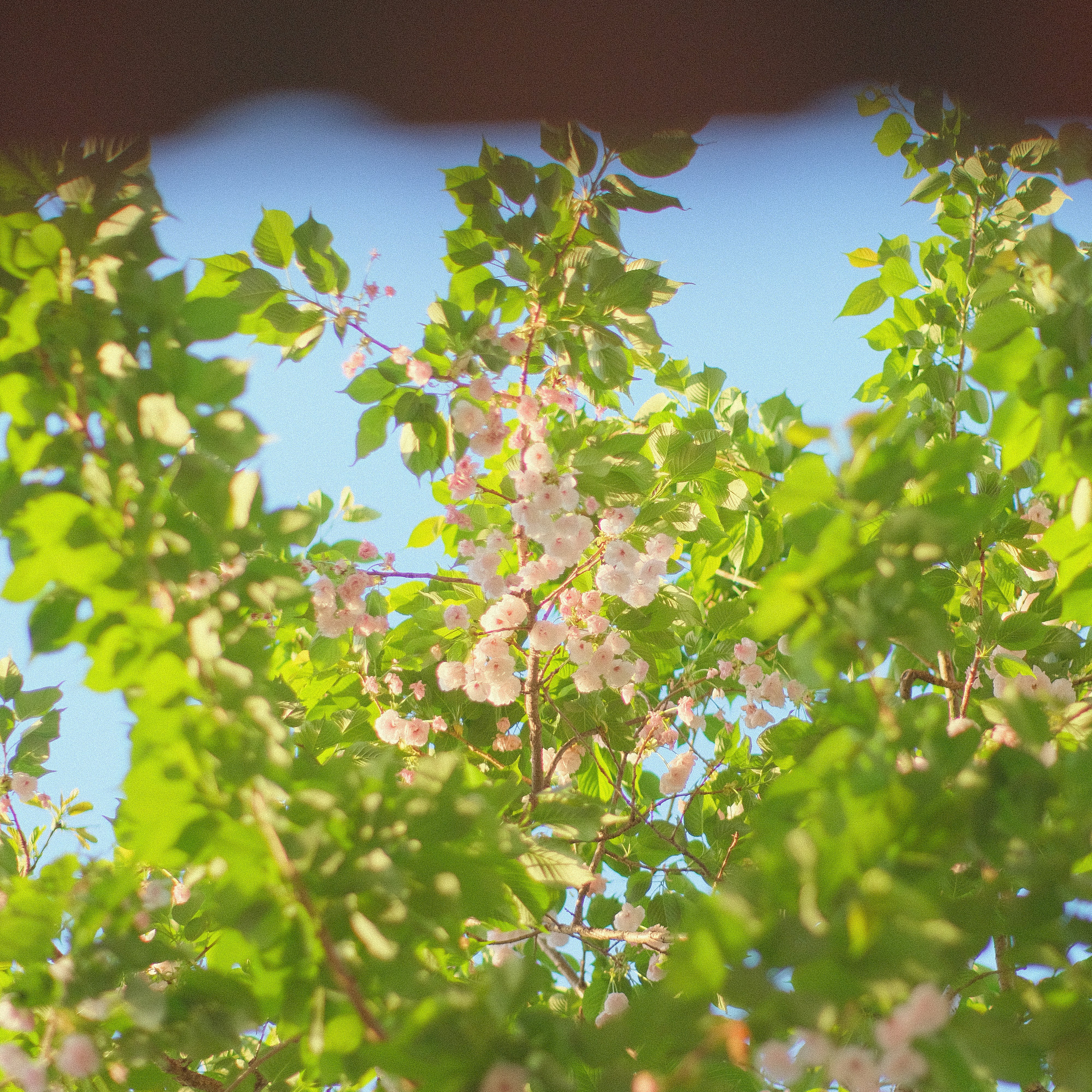  blossoms against a sunlit canopy