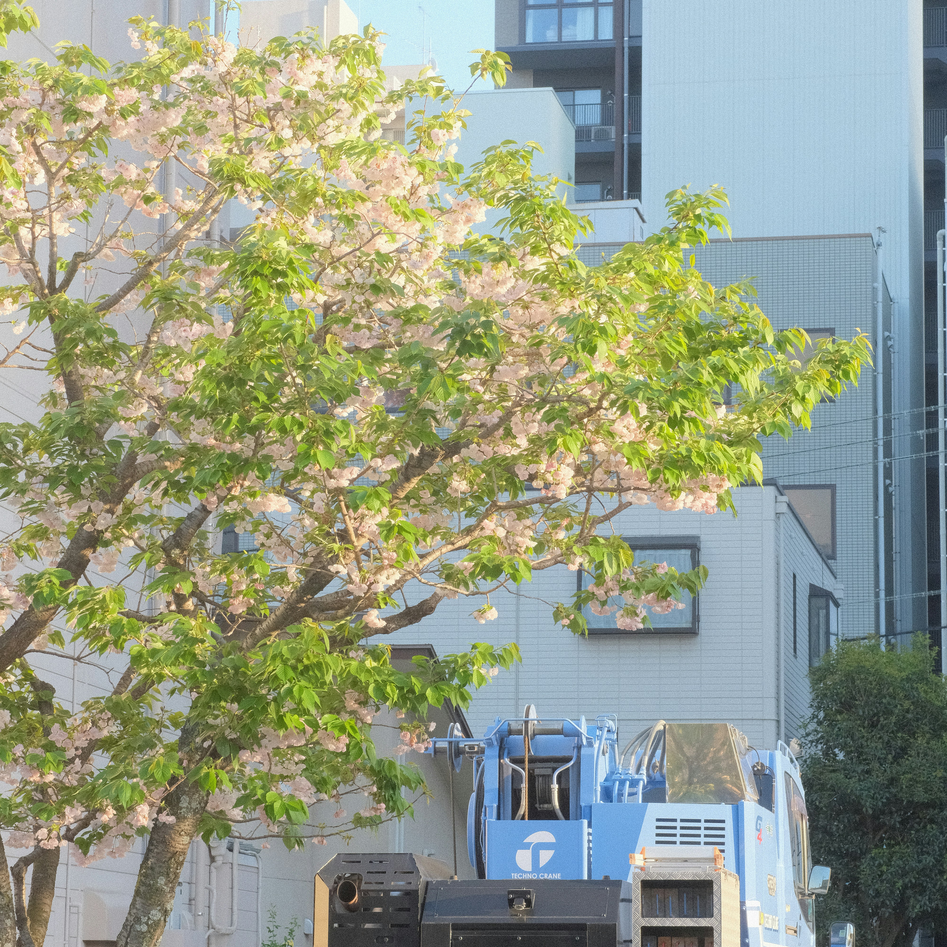 Blossoms Meet Machinery: Urban Tree Framing the Street Crane