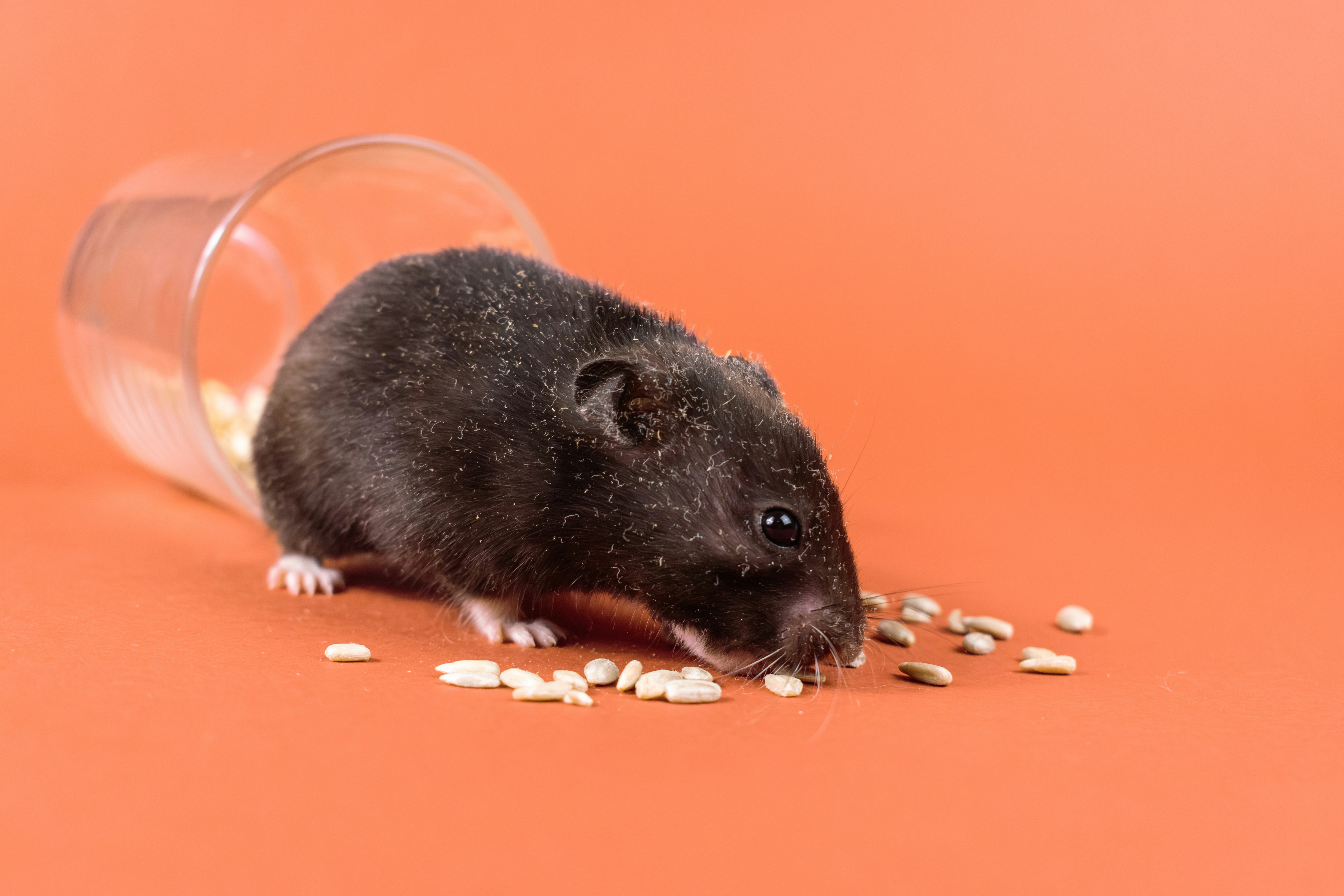 Black Mouse Emerging from a Glass: Scatter of Seeds on a Tangy Orange Studio Background