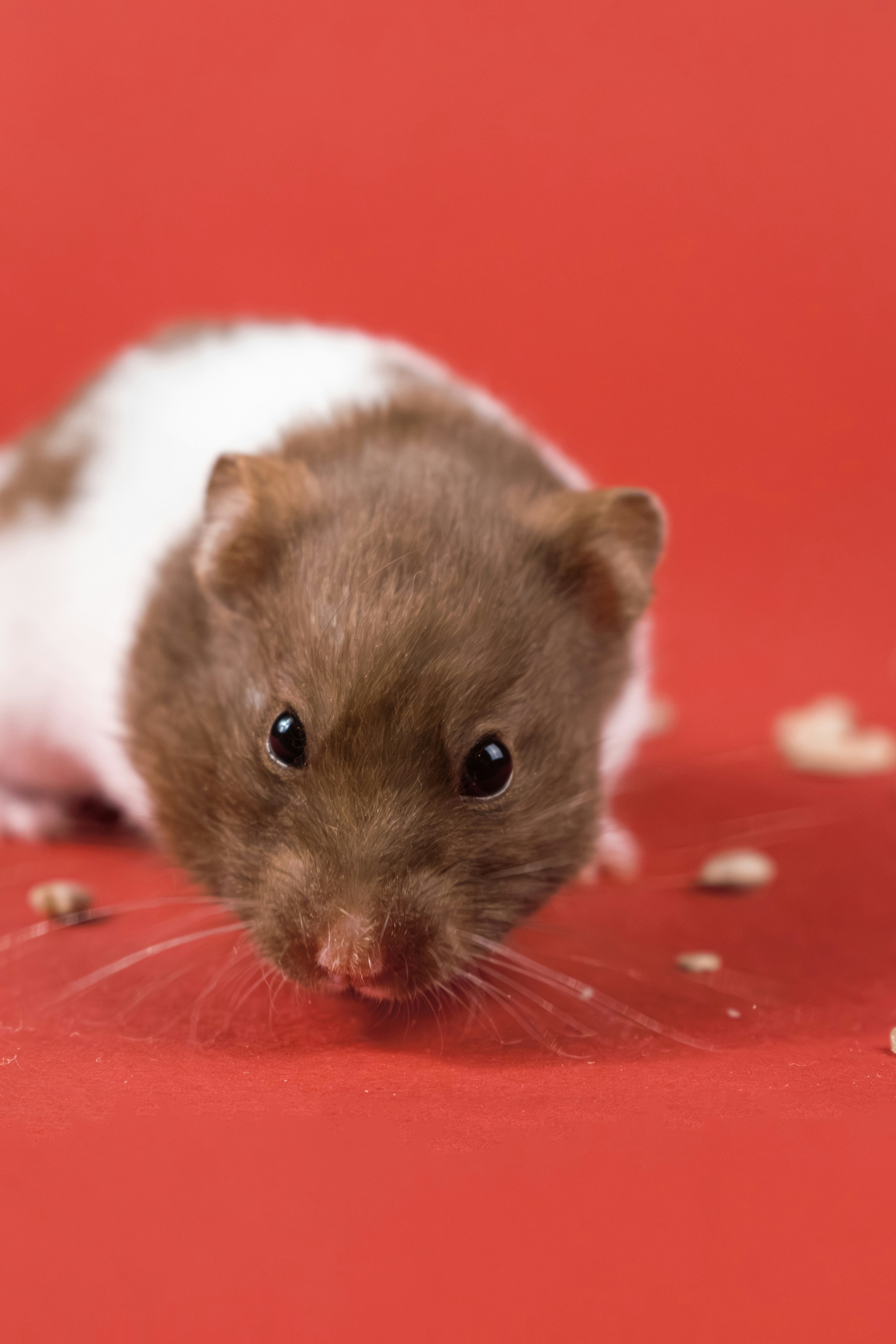 Nut-Scented Curiosity: A Hamster On Red