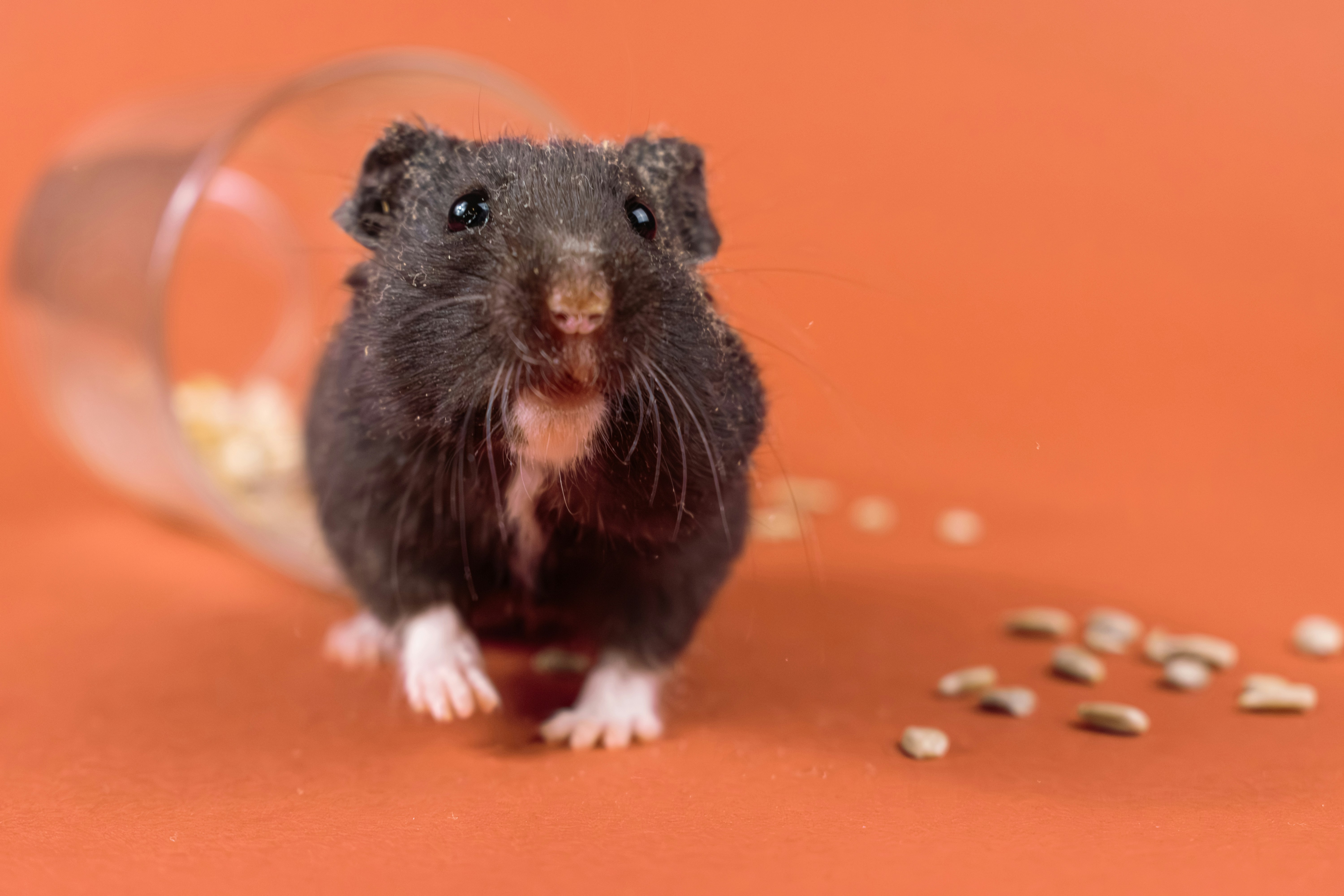Curious Hamster Emerging from a Glass Tunnel