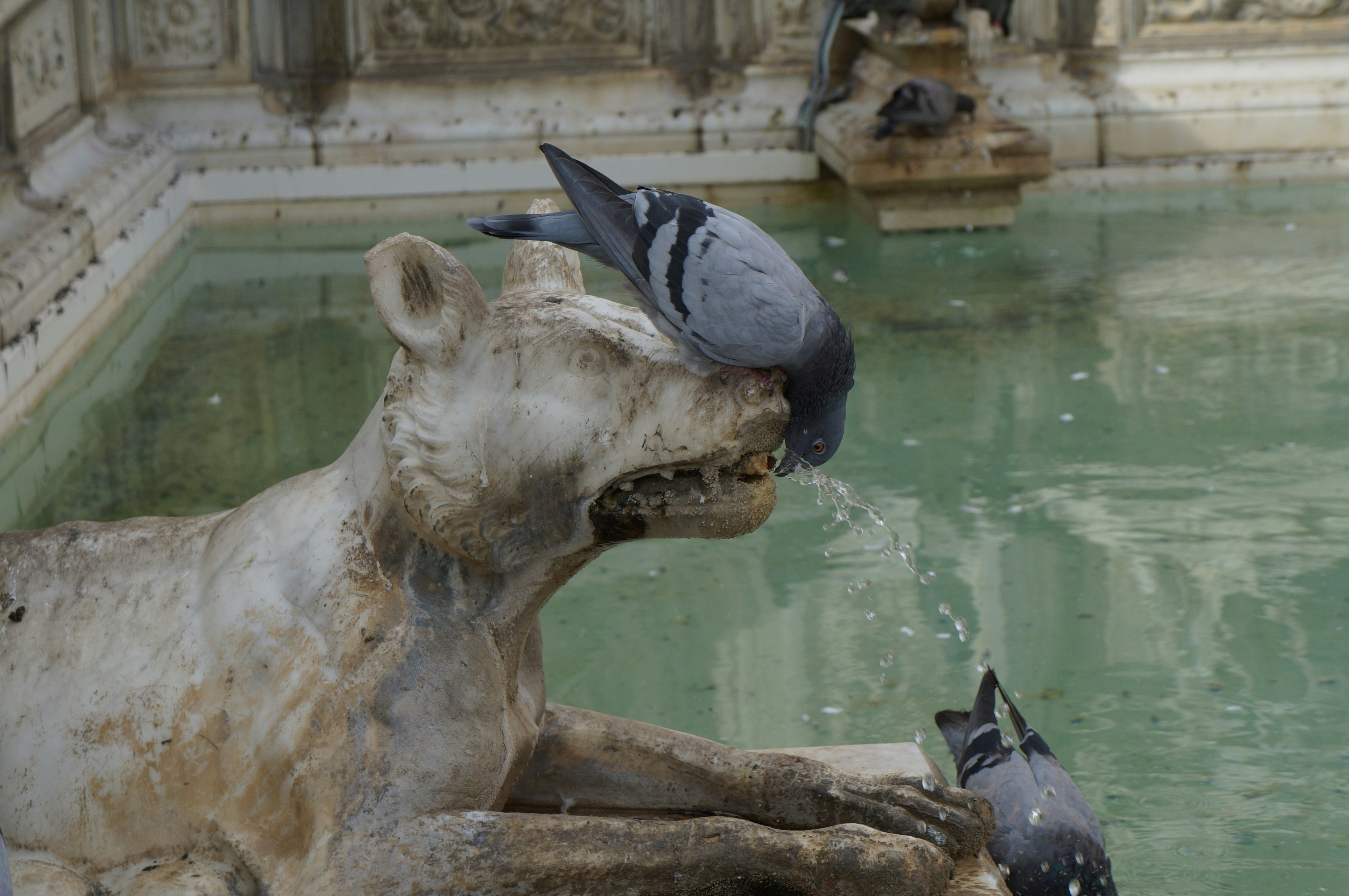 Dove-tailed Hydration: A Pigeon at the Fountain Beast
