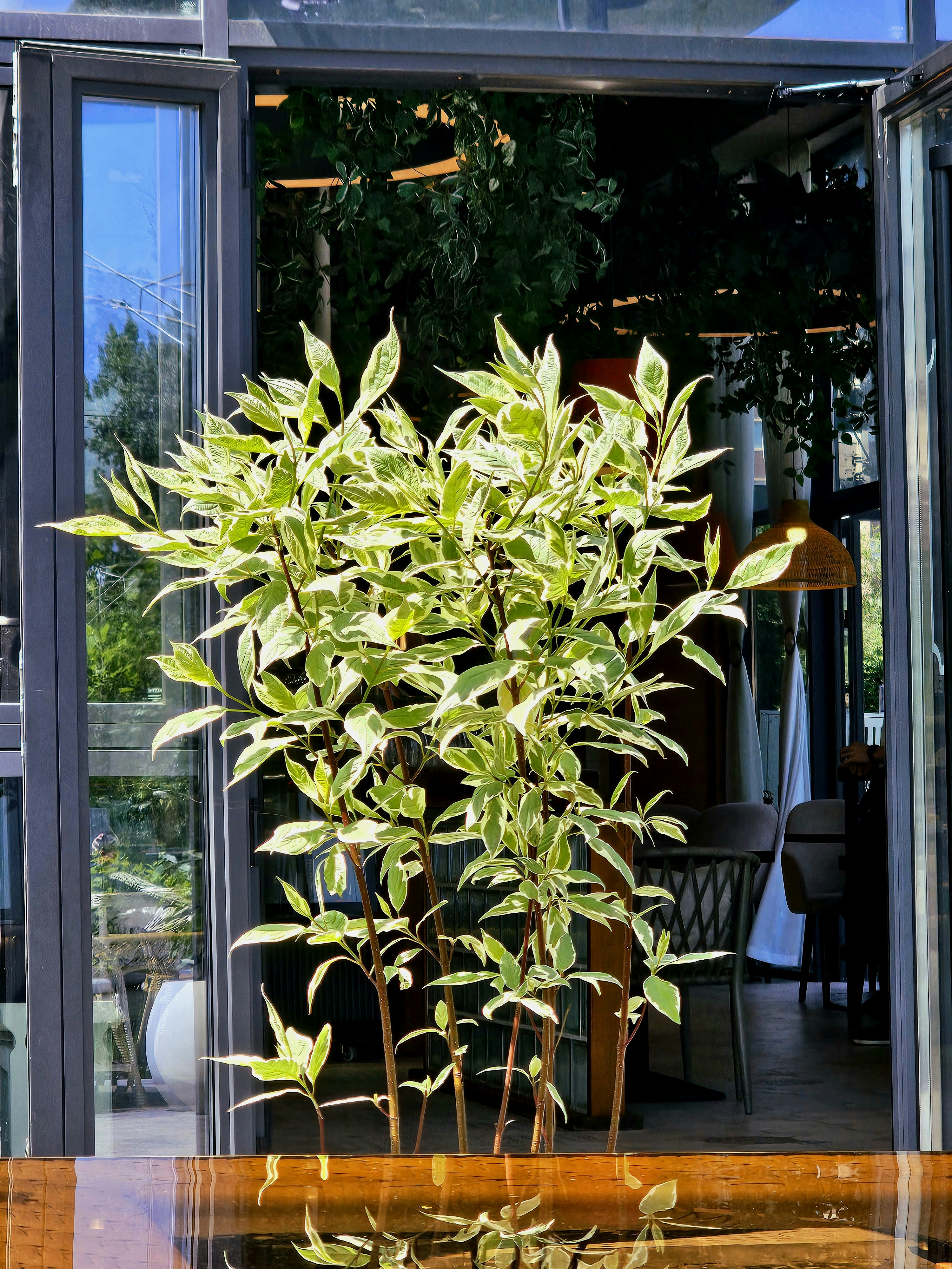 Bright Variegated Plant Framing a Modern Glass Door