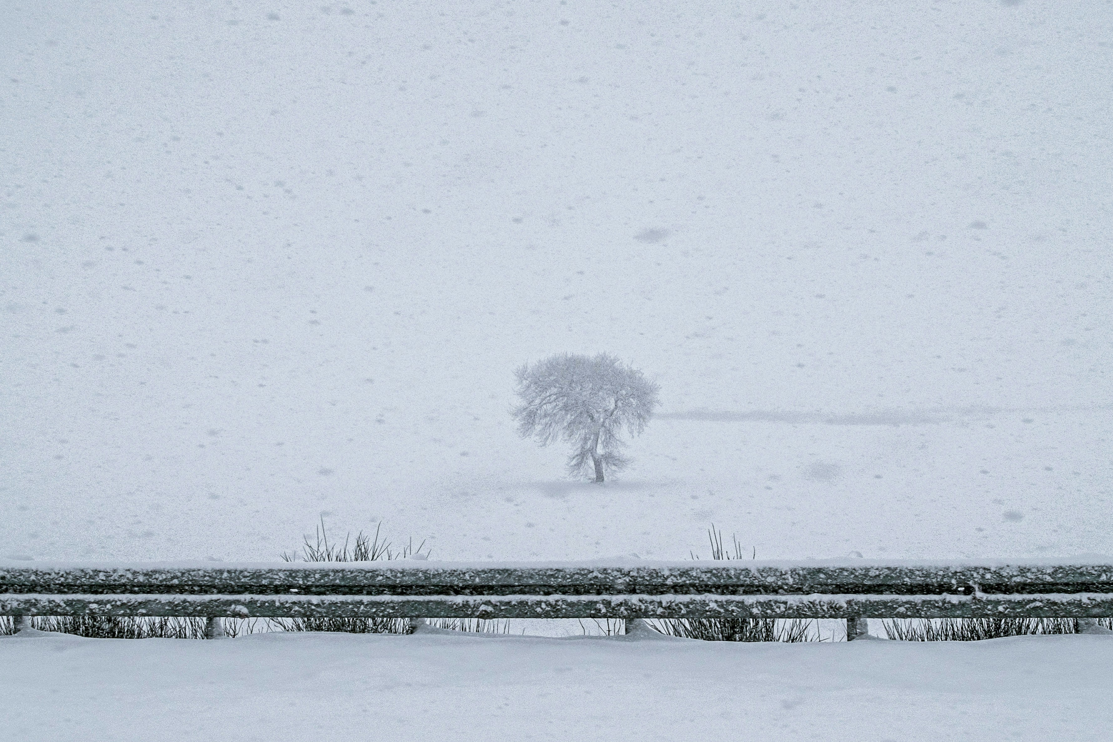Lone Tree in Winter Silence