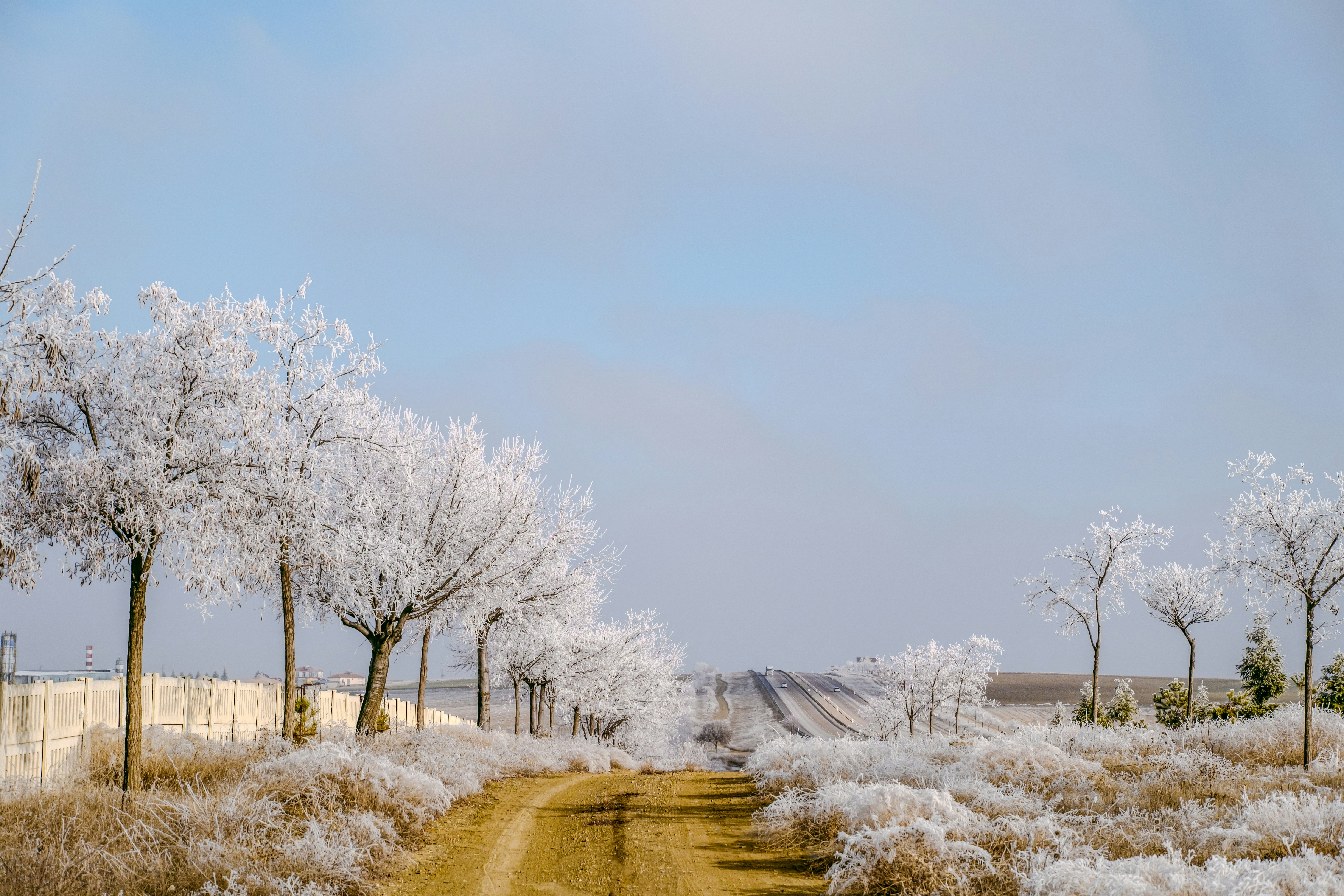 Snow-kissed Lane: A Shimmering Winter Drive Through Frosted Orchards