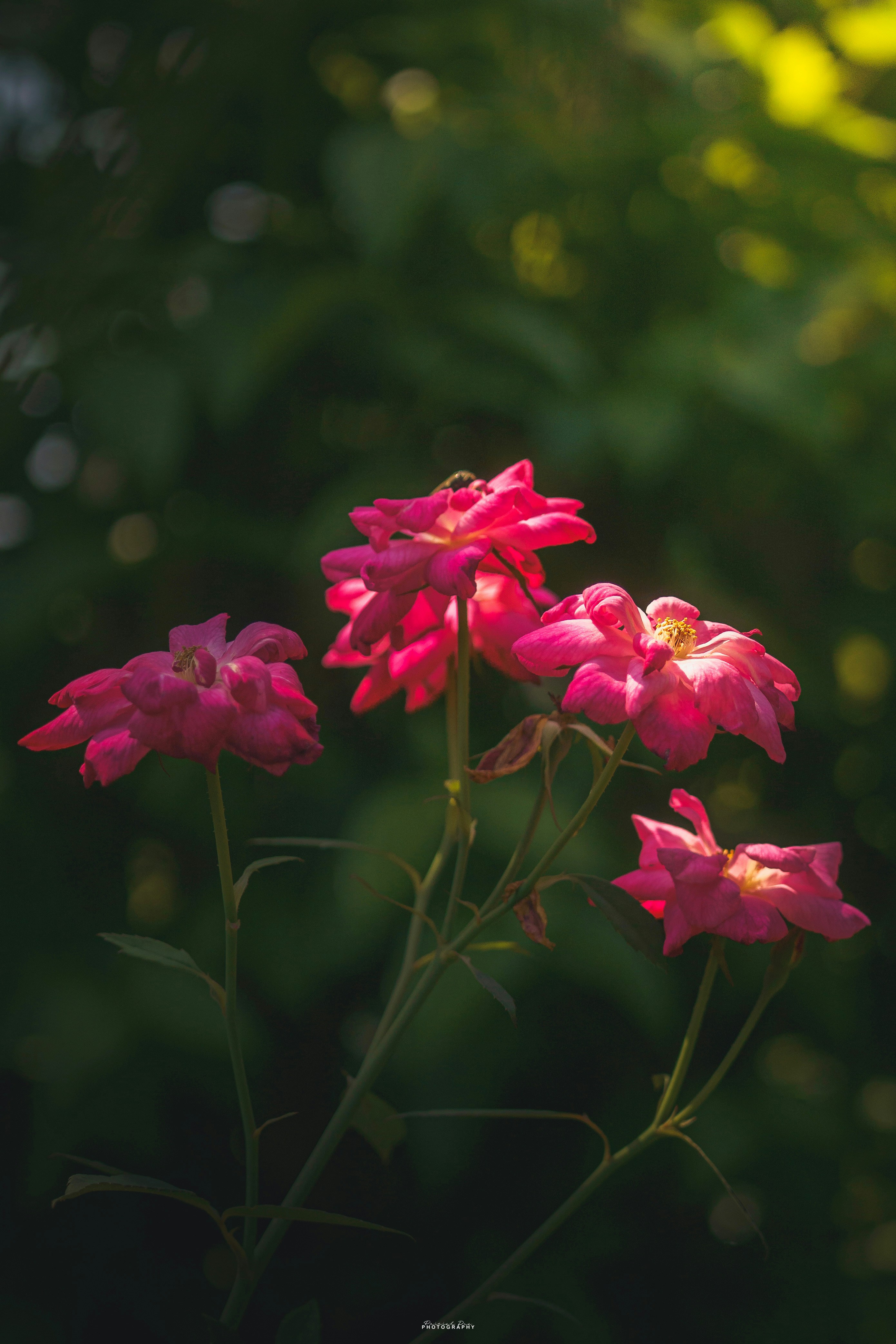 Pink Bouquet Reaching for the Sun