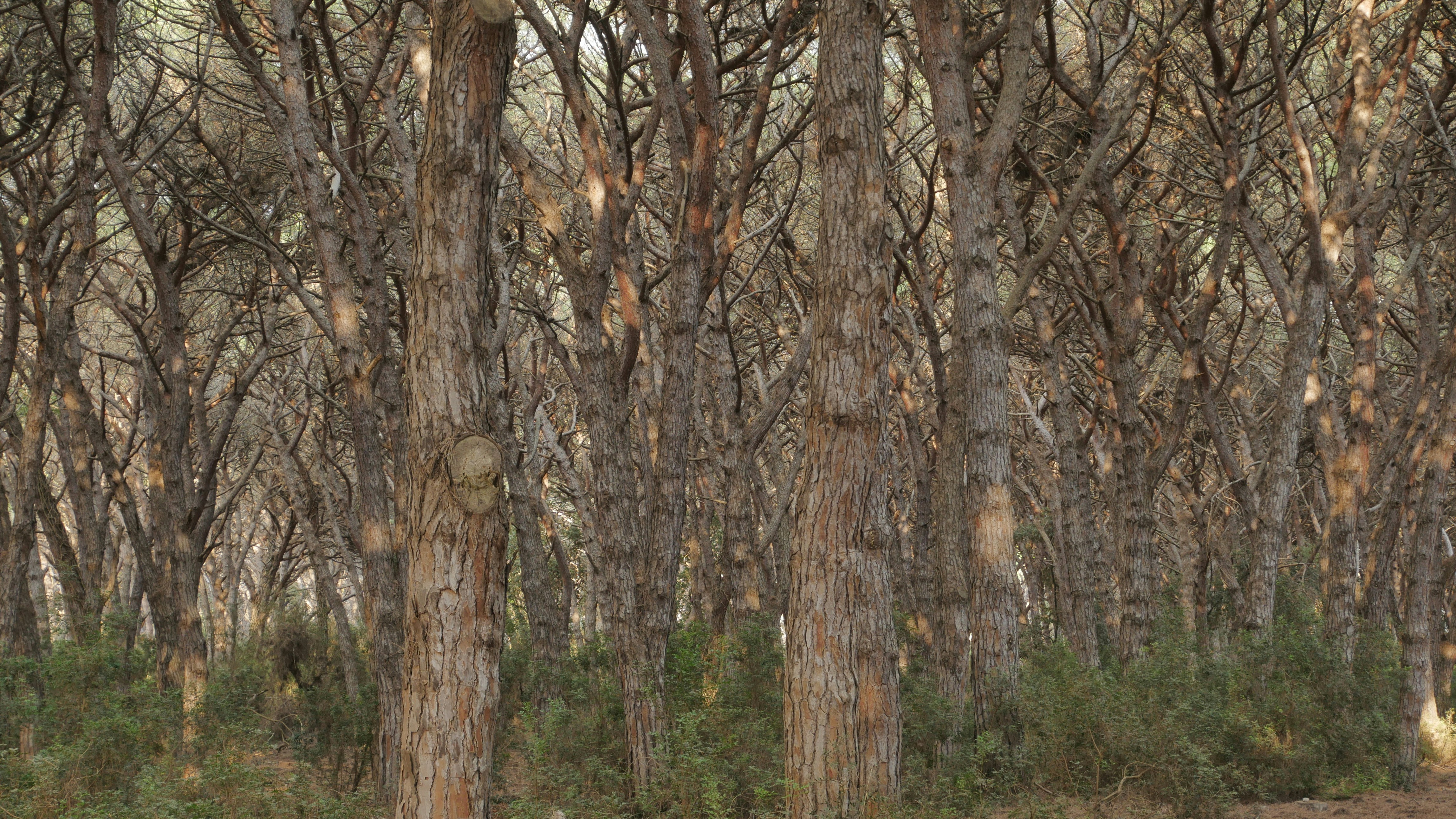 Forest Corridor: Quiet Pine Alley at Dusk
