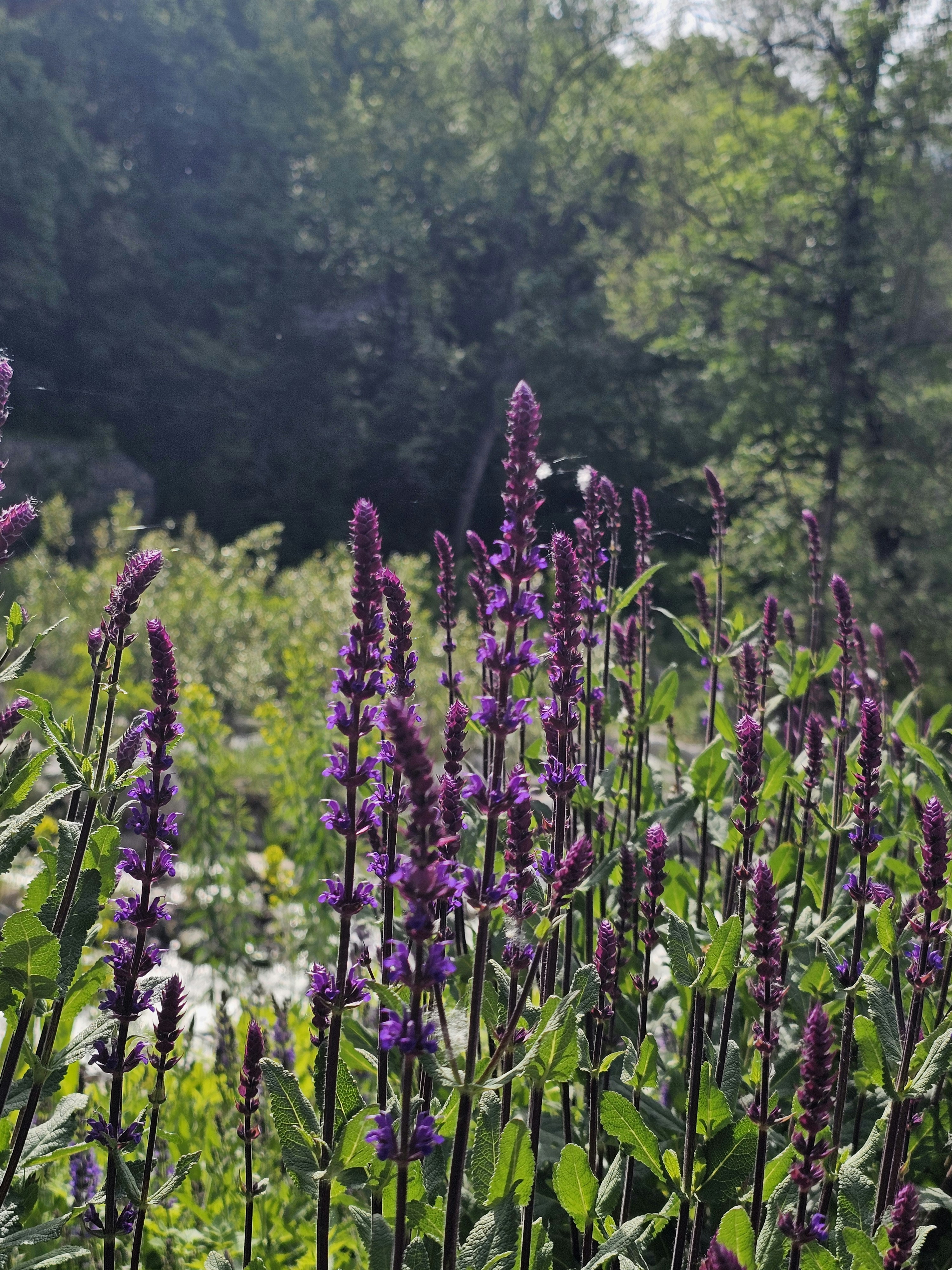 Purple Spike Fields: Portrait of a Blooming Meadow